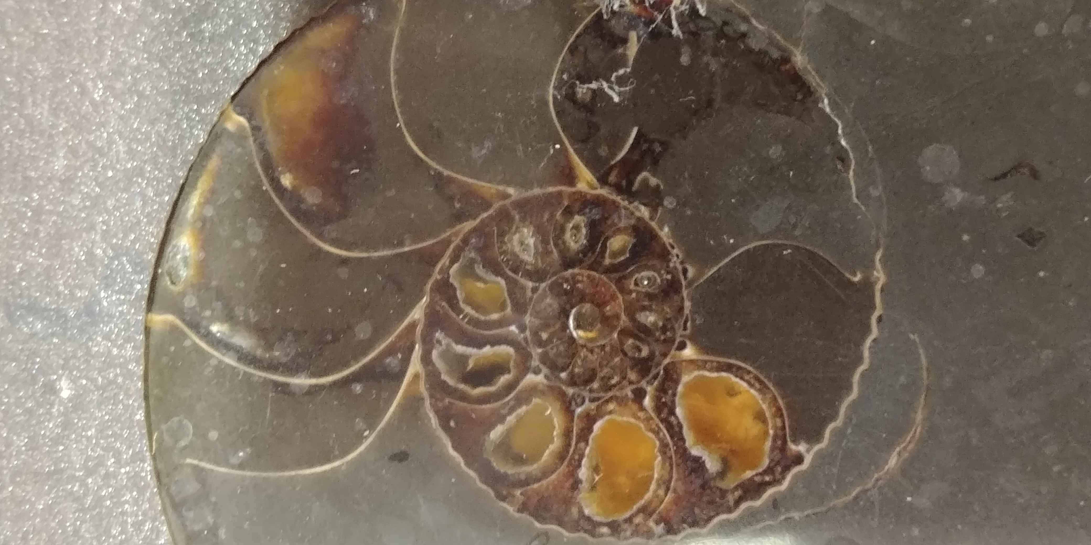 Inside the heteromorph ammonite Scaphites - General Fossil Discussion ...