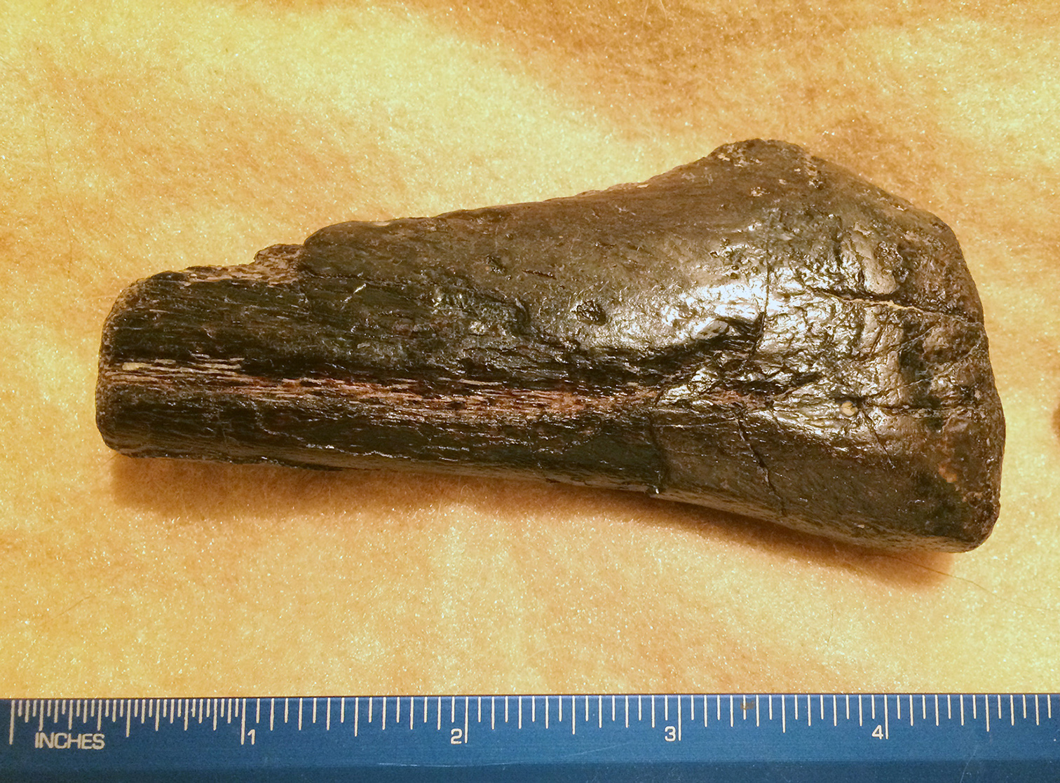 Fossil leg bone? found at Estate Sale - Fossil ID - The Fossil Forum