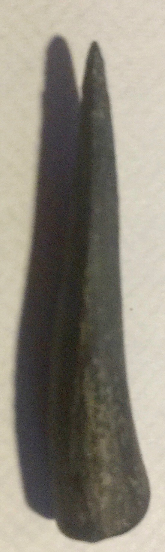 Cretaceous Tooth ID - Fossil ID - The Fossil Forum