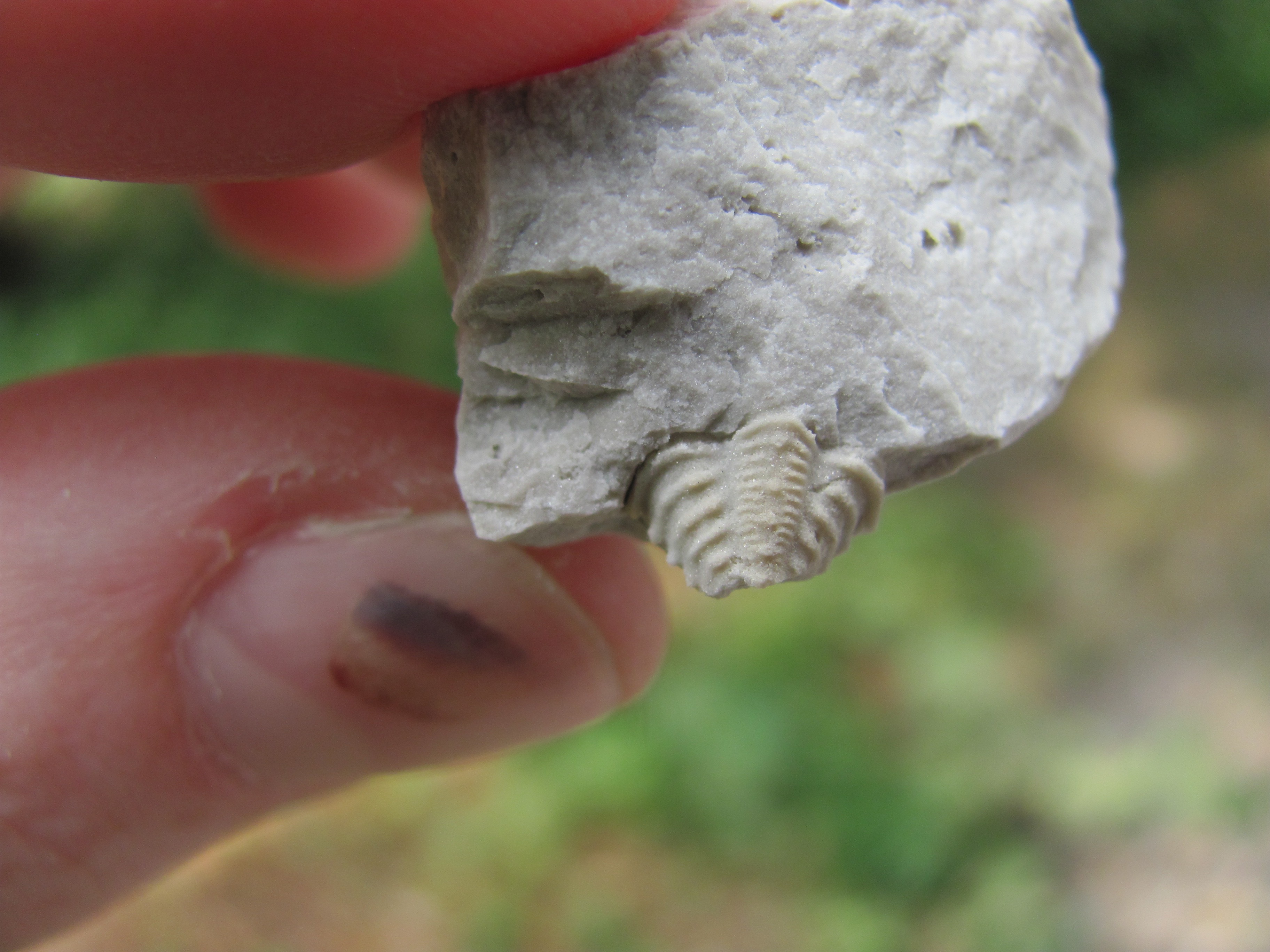 Silurian trilobite - Fossil ID - The Fossil Forum