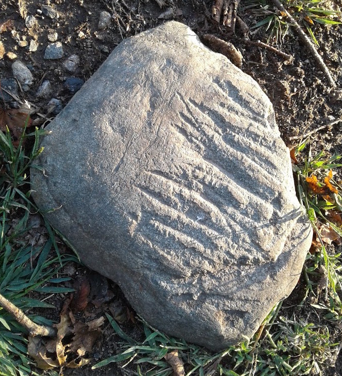 fossillized scratch marks? - Fossil ID - The Fossil Forum