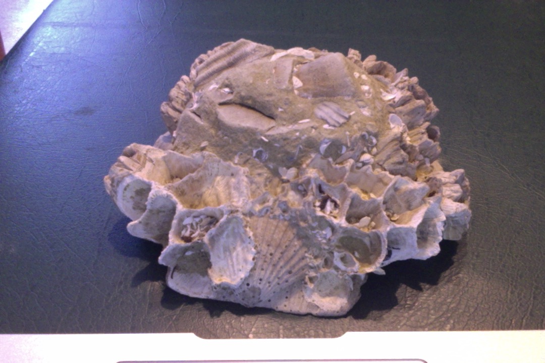 Show and Tell Your Finds From All Areas! - Fossil Hunting Trips - The ...