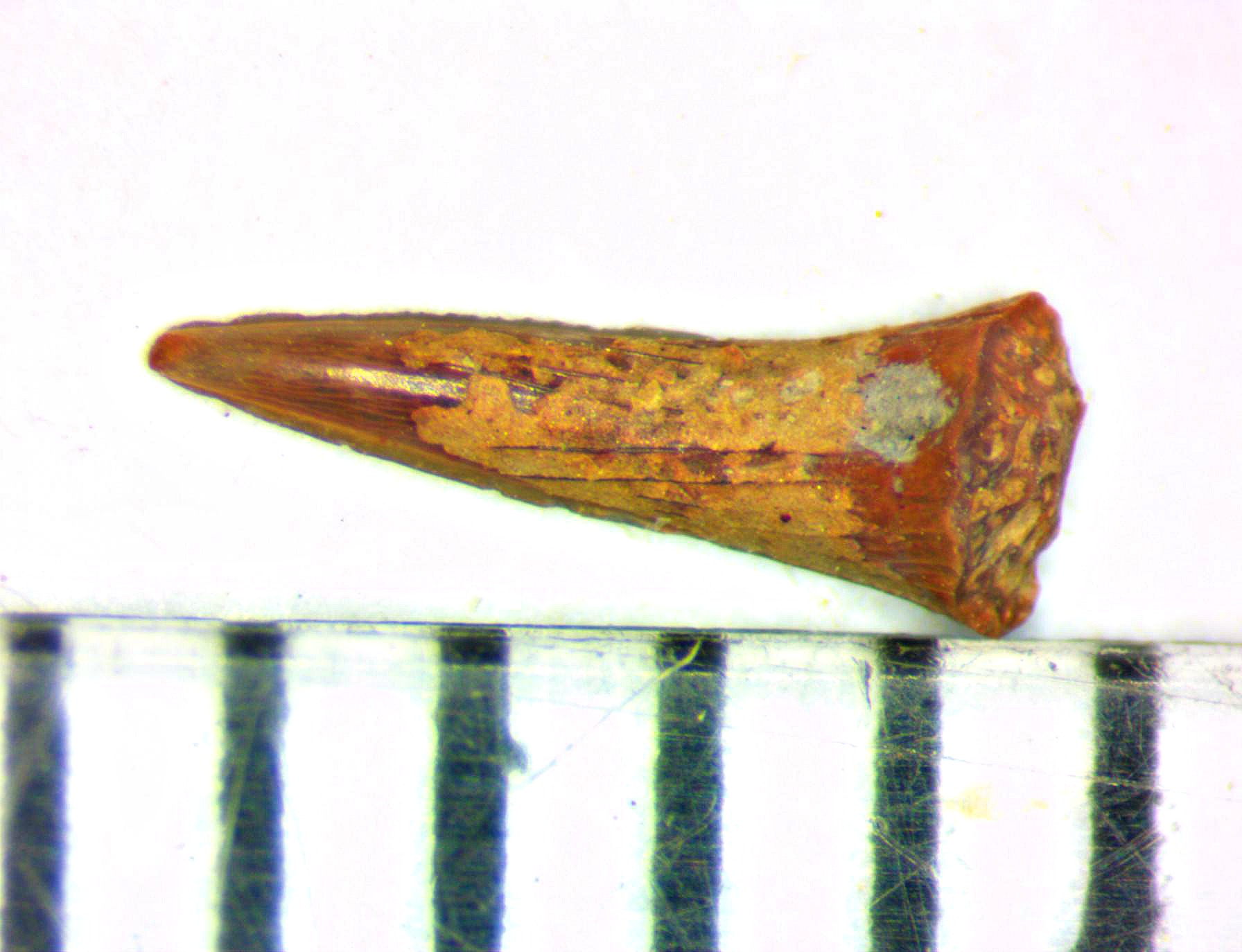Paleozoic fish tooth? - Fossil ID - The Fossil Forum