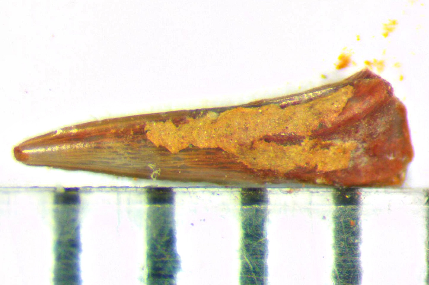 Paleozoic fish tooth? - Fossil ID - The Fossil Forum