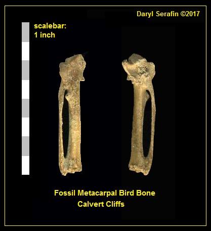 Calvert Cliffs Bird Bone - Fossil ID - The Fossil Forum