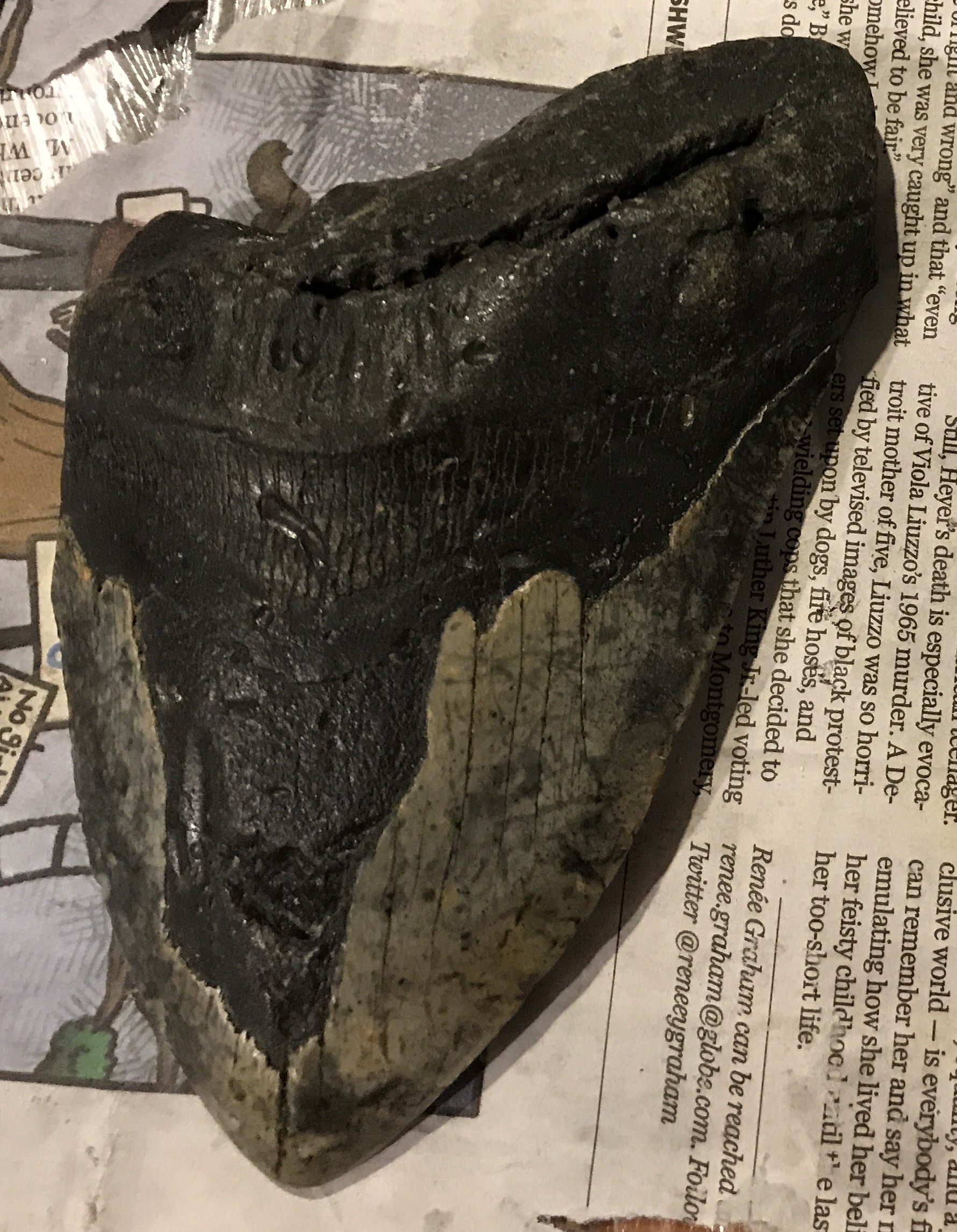 big restored megalodon tooth - Paleo Re-creations - The Fossil Forum