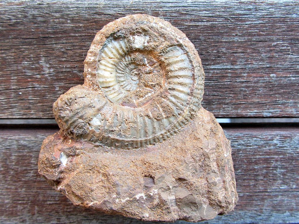 Trying to make the best of it - Fossil Preparation - The Fossil Forum