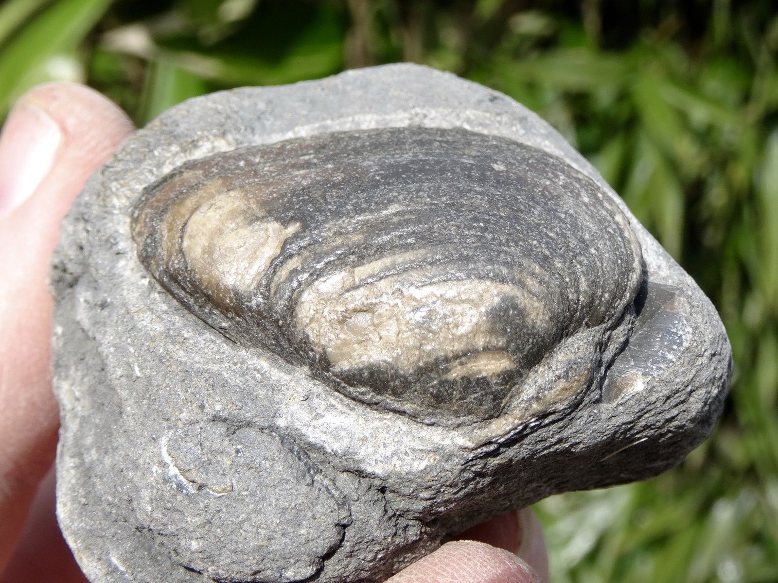 Fossil Shell ID - Fossil ID - The Fossil Forum
