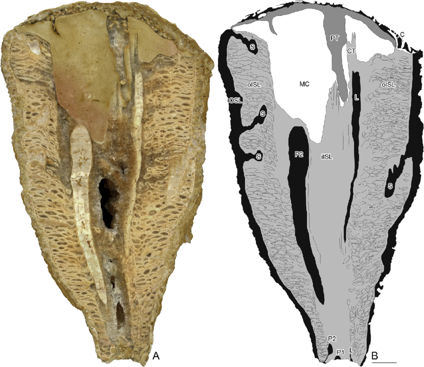 Cretaceous sponges? - Fossil ID - The Fossil Forum