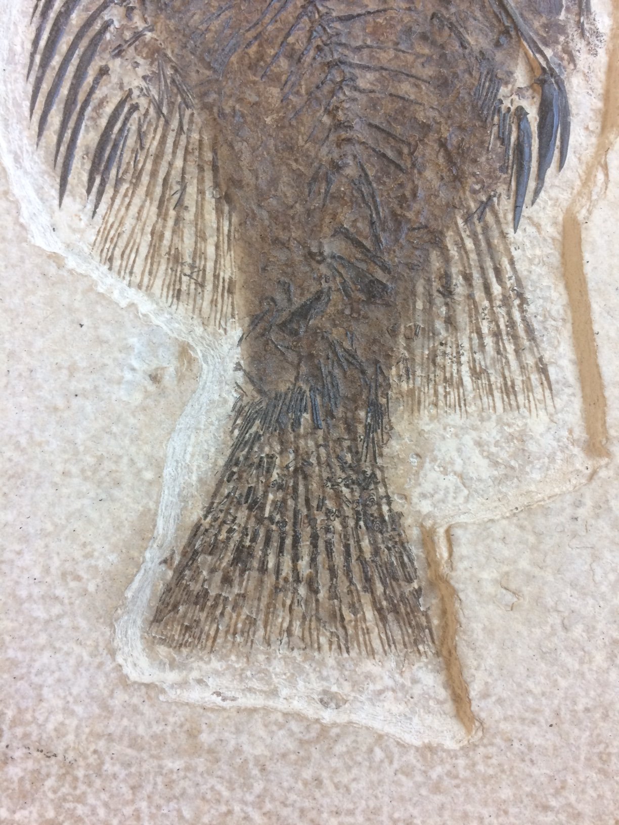 What fish is this? - Fossil ID - The Fossil Forum