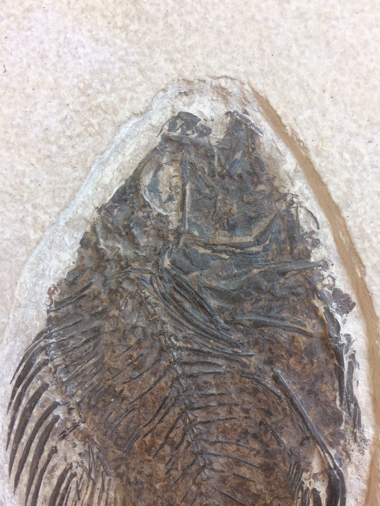 What fish is this? - Fossil ID - The Fossil Forum