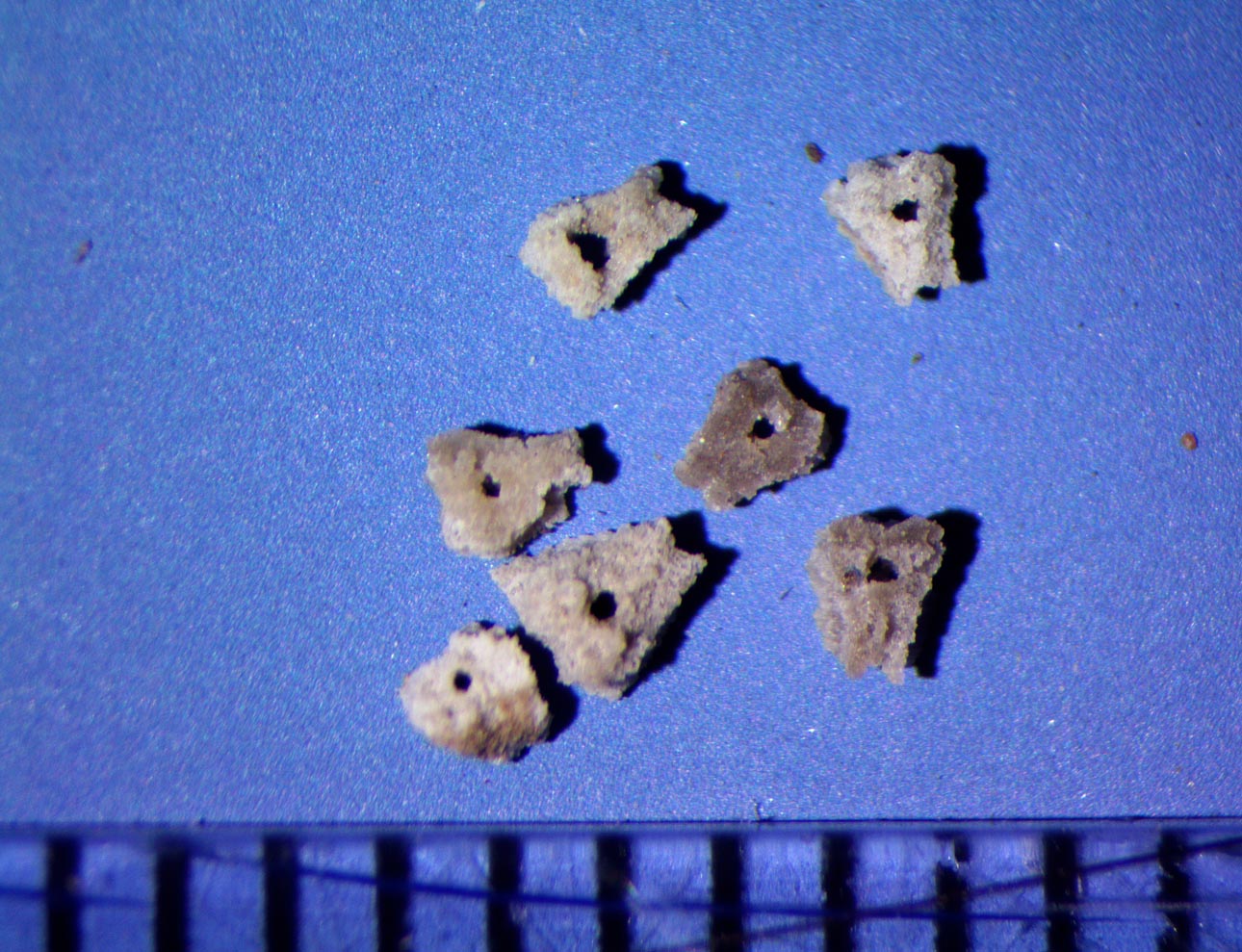 Mystery fossils from the Permian Fort Apache LS. - Fossil ID - The ...