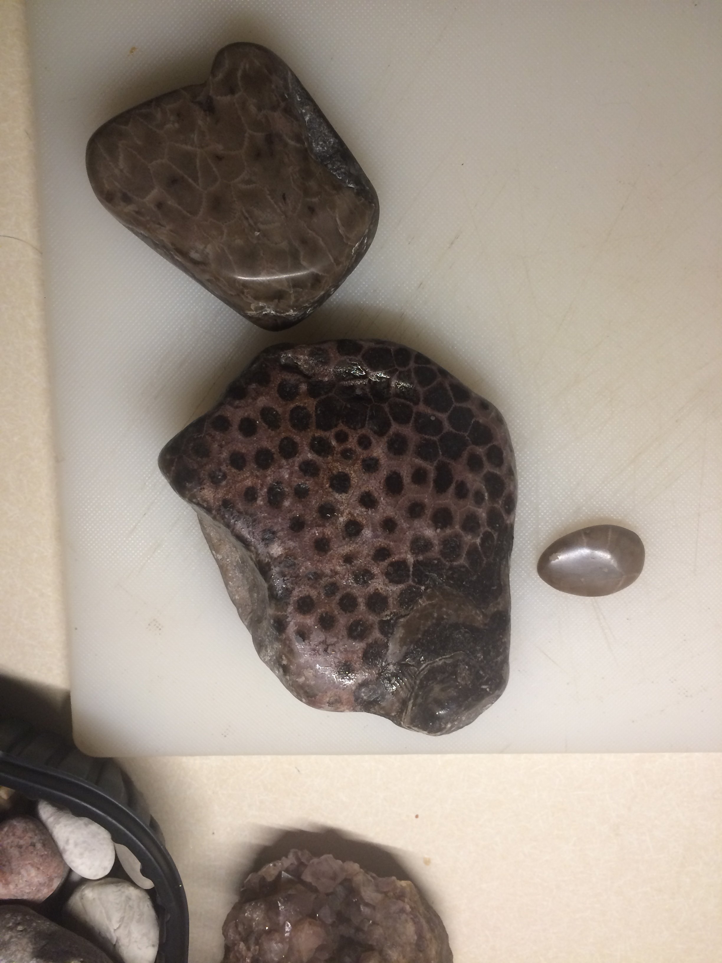 Pink petoskey stone? - Fossil ID - The Fossil Forum