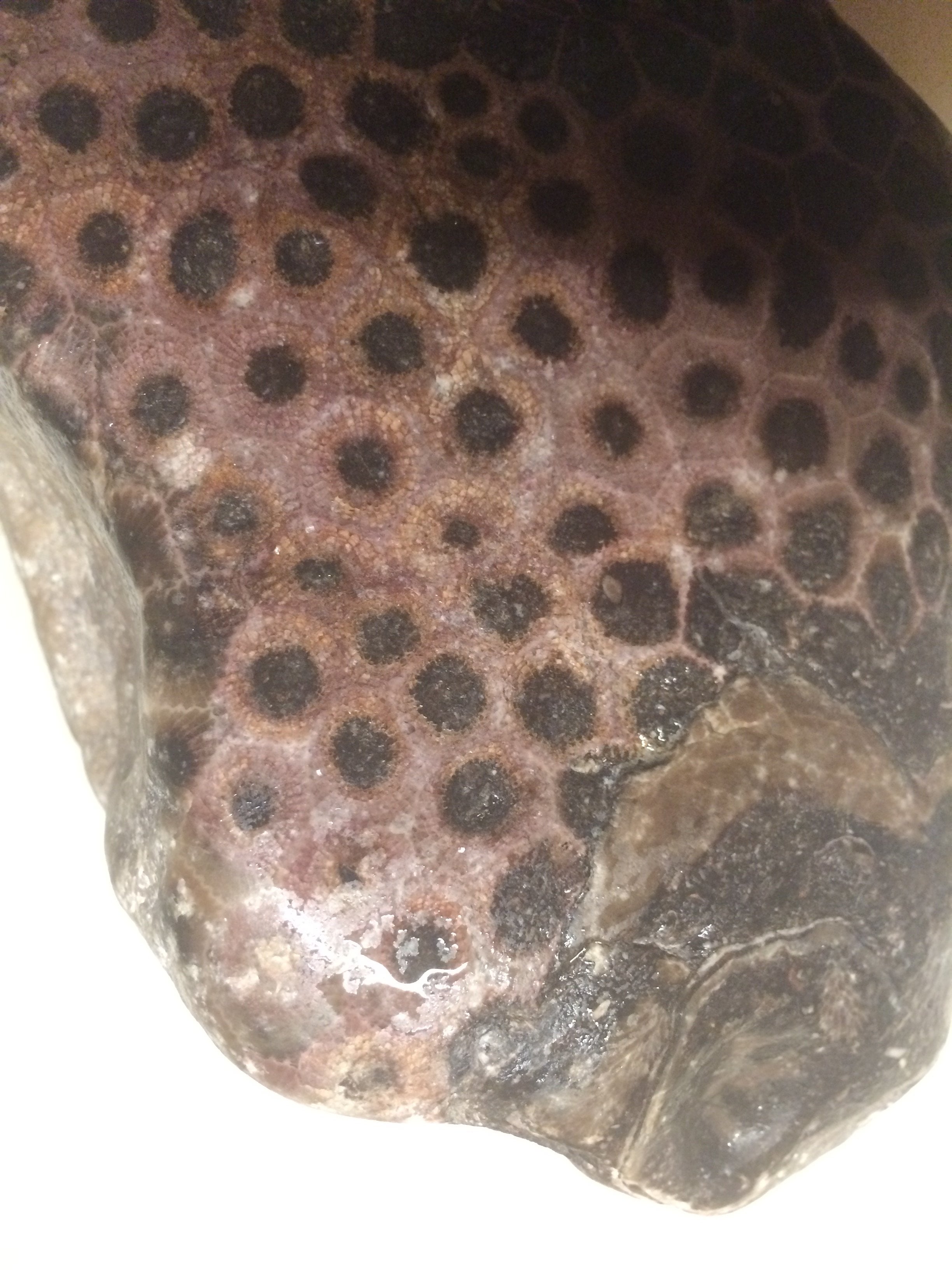 Pink petoskey stone? - Fossil ID - The Fossil Forum