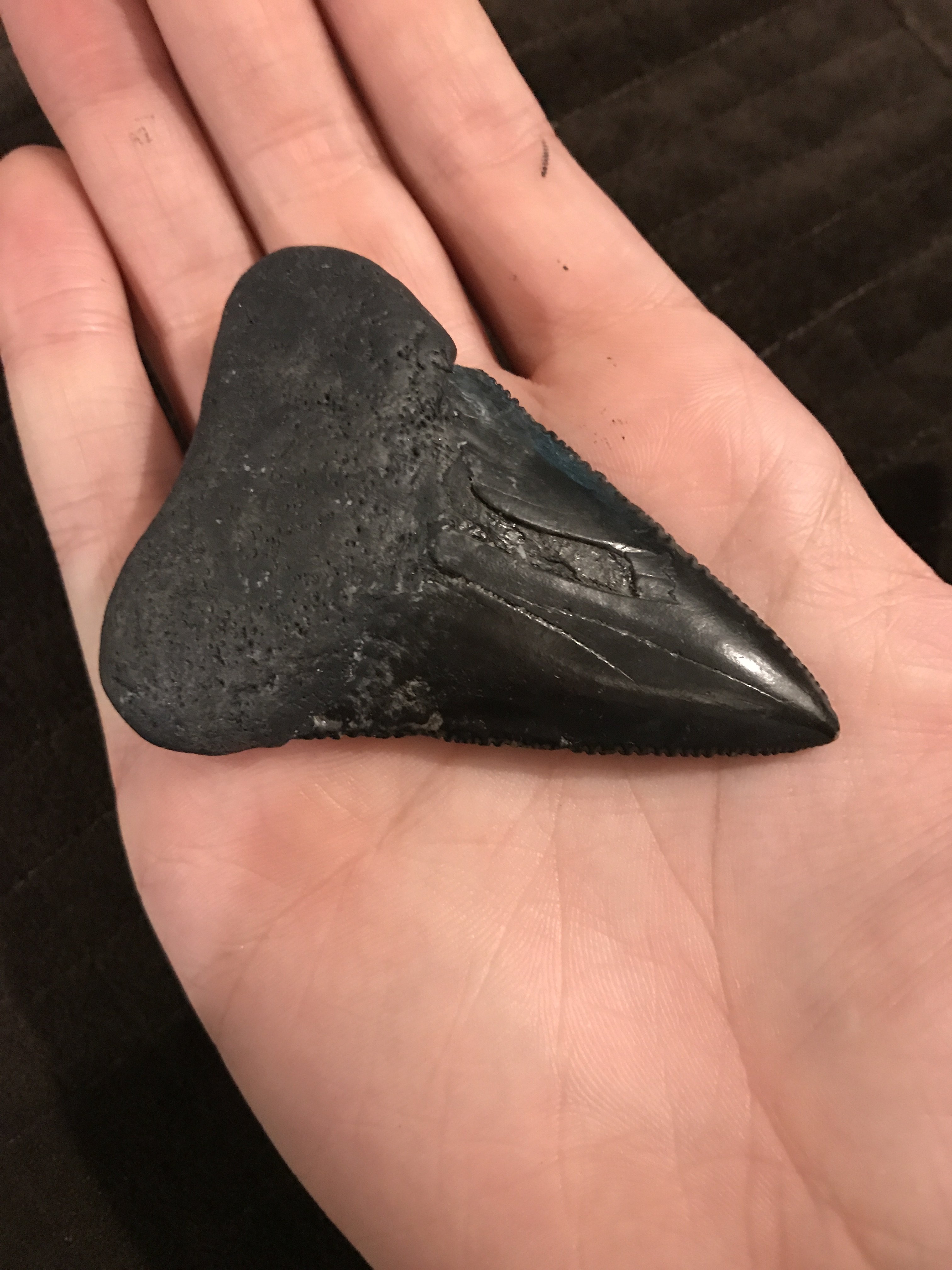 restored 3.08 inch great white shark tooth - Paleo Re-creations - The ...