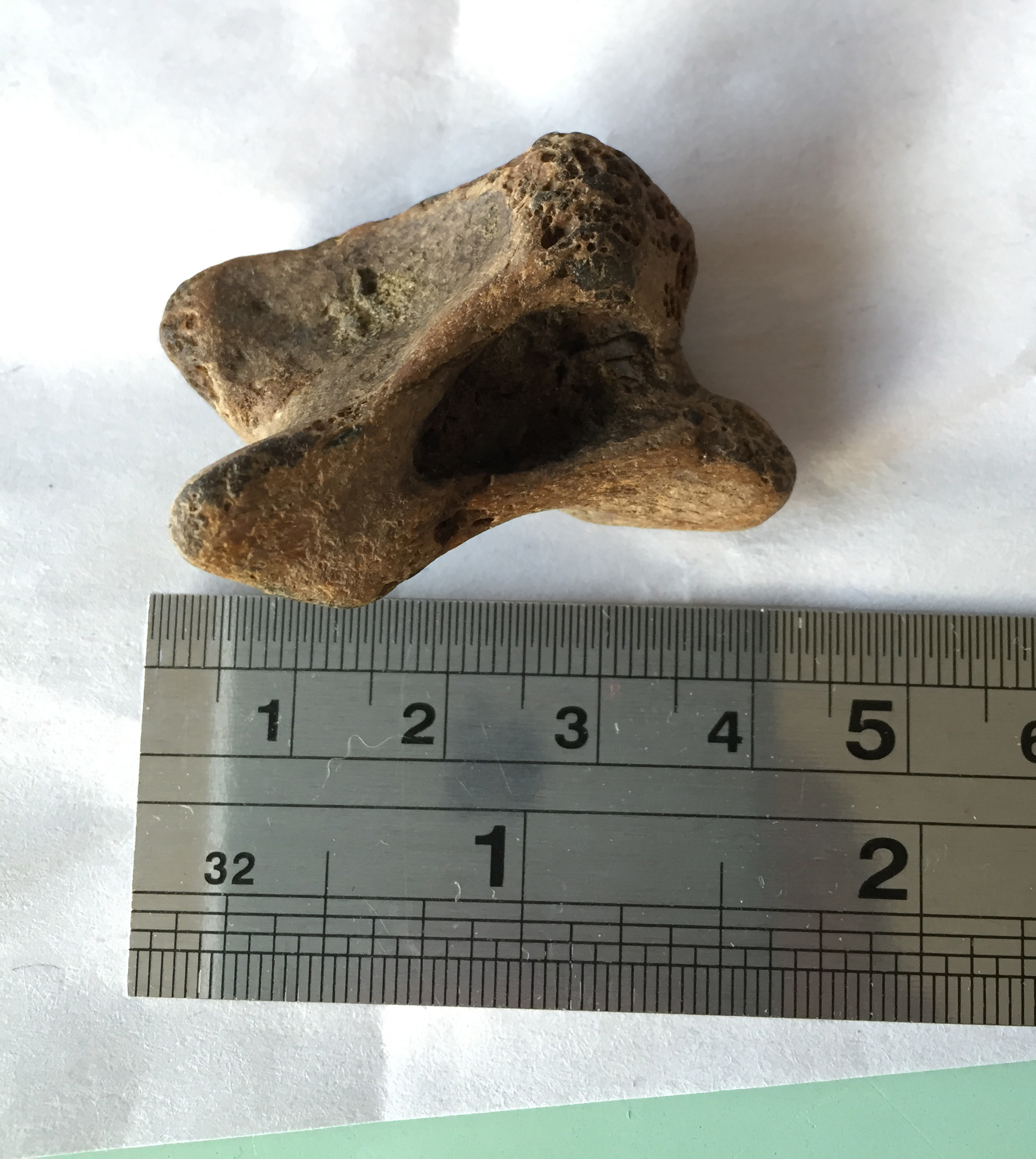 Possible Fish Jaw & Mystery Bone. - Fossil ID - The Fossil Forum