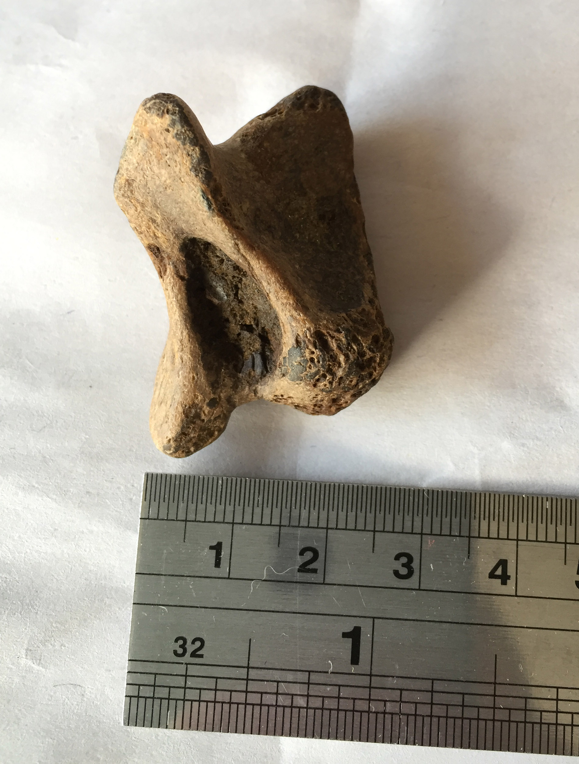 Possible Fish Jaw & Mystery Bone. - Fossil ID - The Fossil Forum