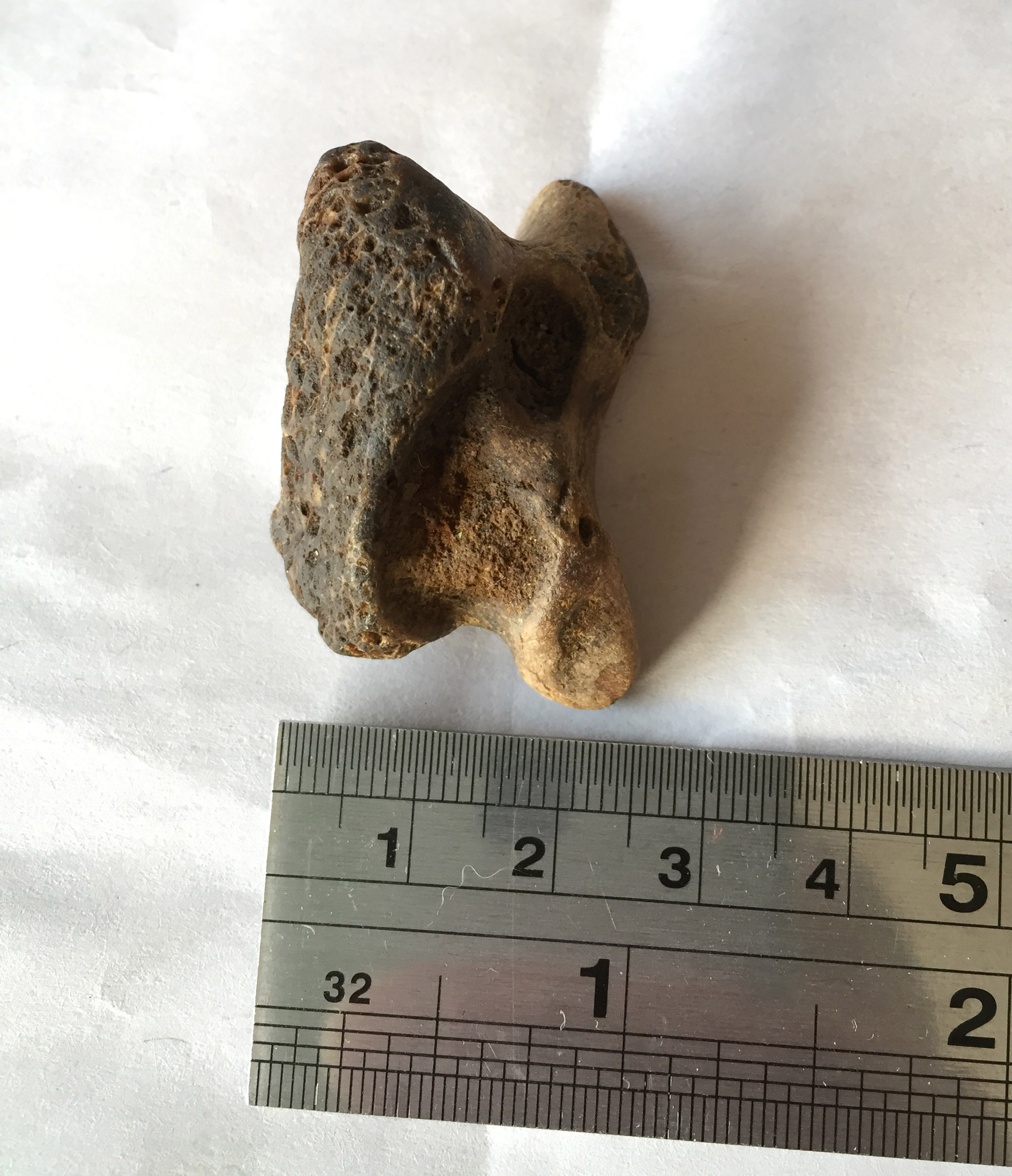 Possible Fish Jaw & Mystery Bone. - Fossil ID - The Fossil Forum