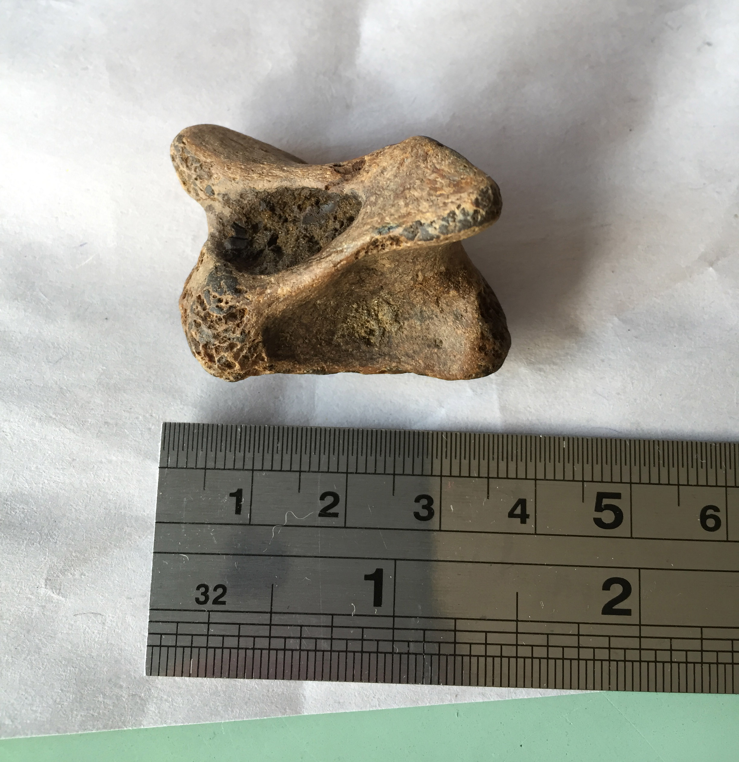 Possible Fish Jaw & Mystery Bone. - Fossil ID - The Fossil Forum