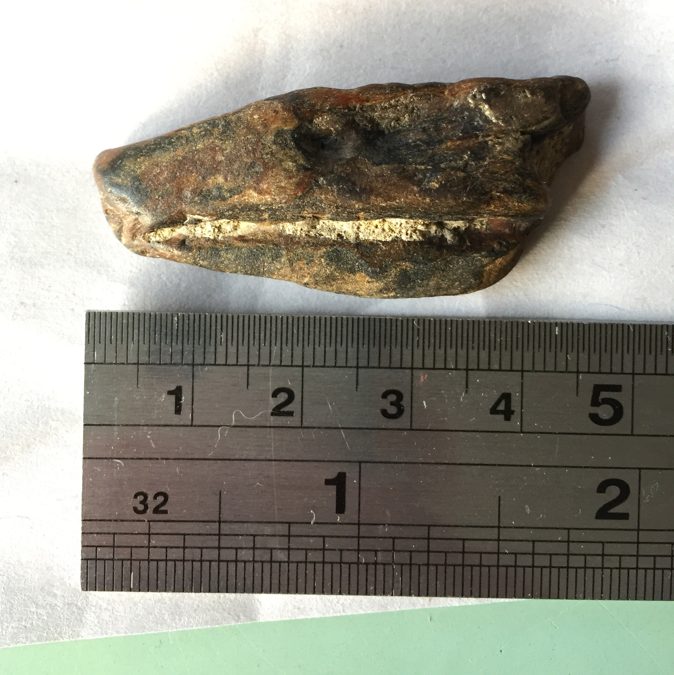 Possible Fish Jaw & Mystery Bone. - Fossil ID - The Fossil Forum