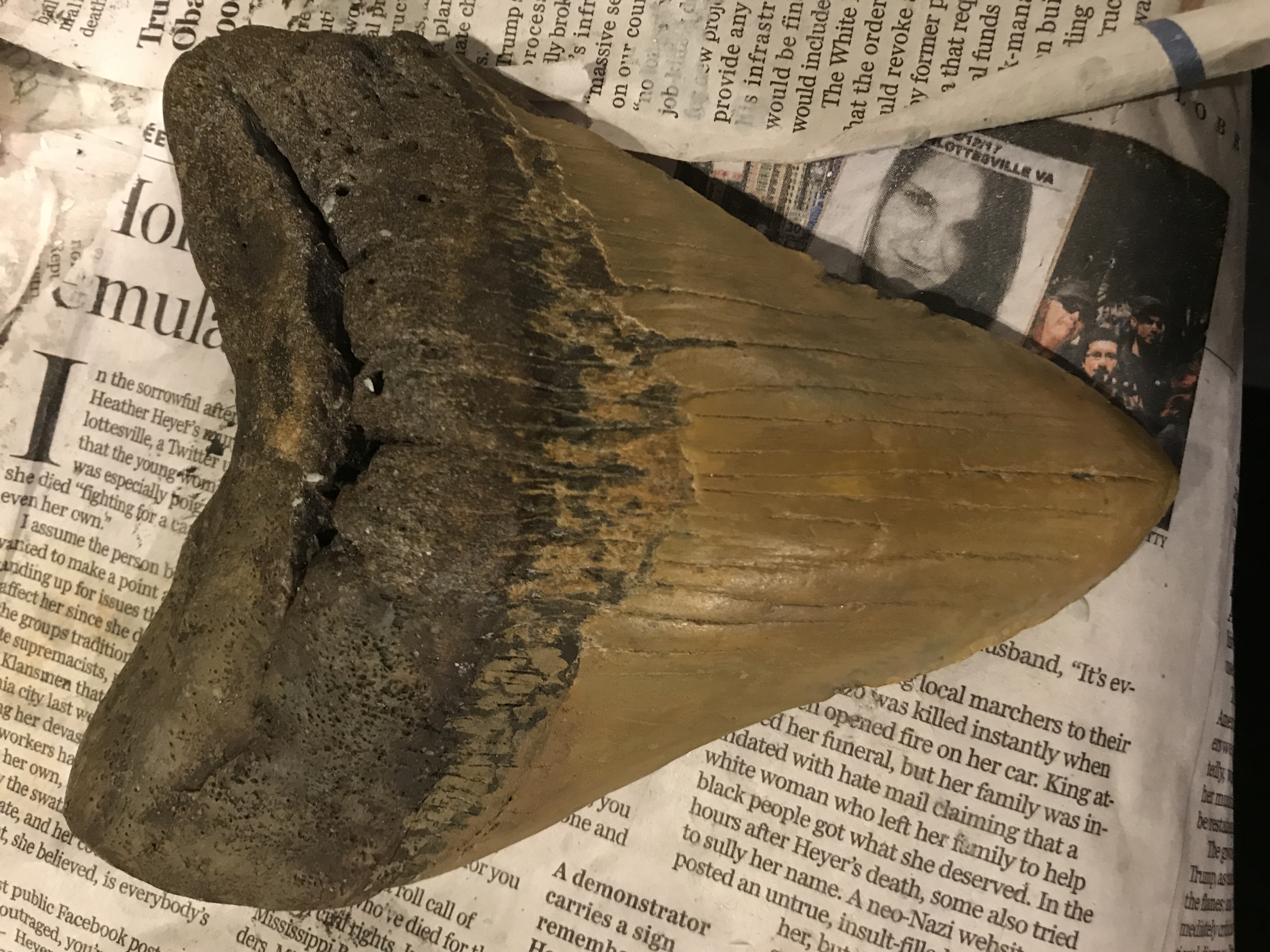 golden 6.3 inch restored megalodon tooth - Paleo Re-creations - The ...