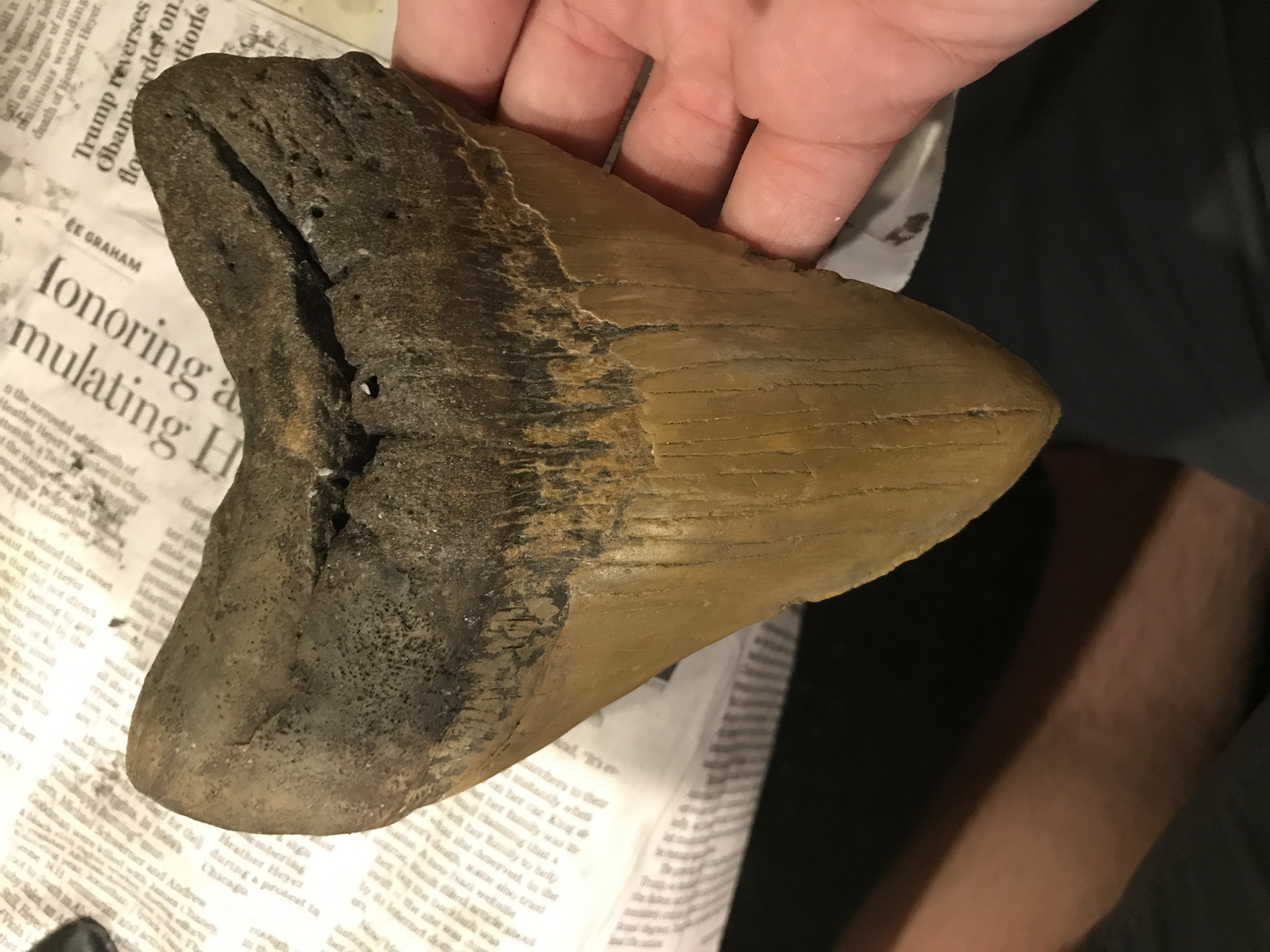 golden 6.3 inch restored megalodon tooth - Paleo Re-creations - The ...