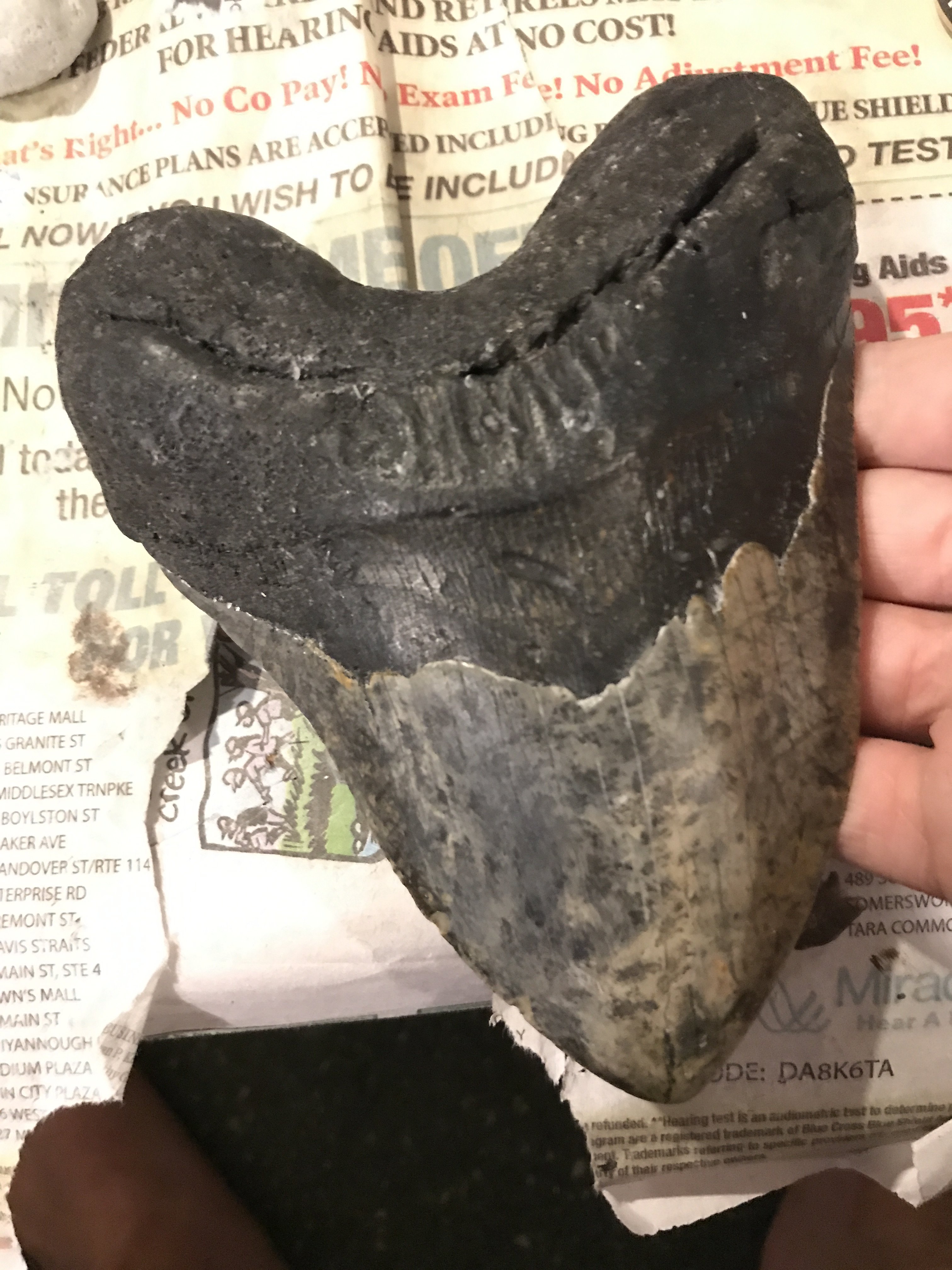big restored megalodon tooth - Paleo Re-creations - The Fossil Forum