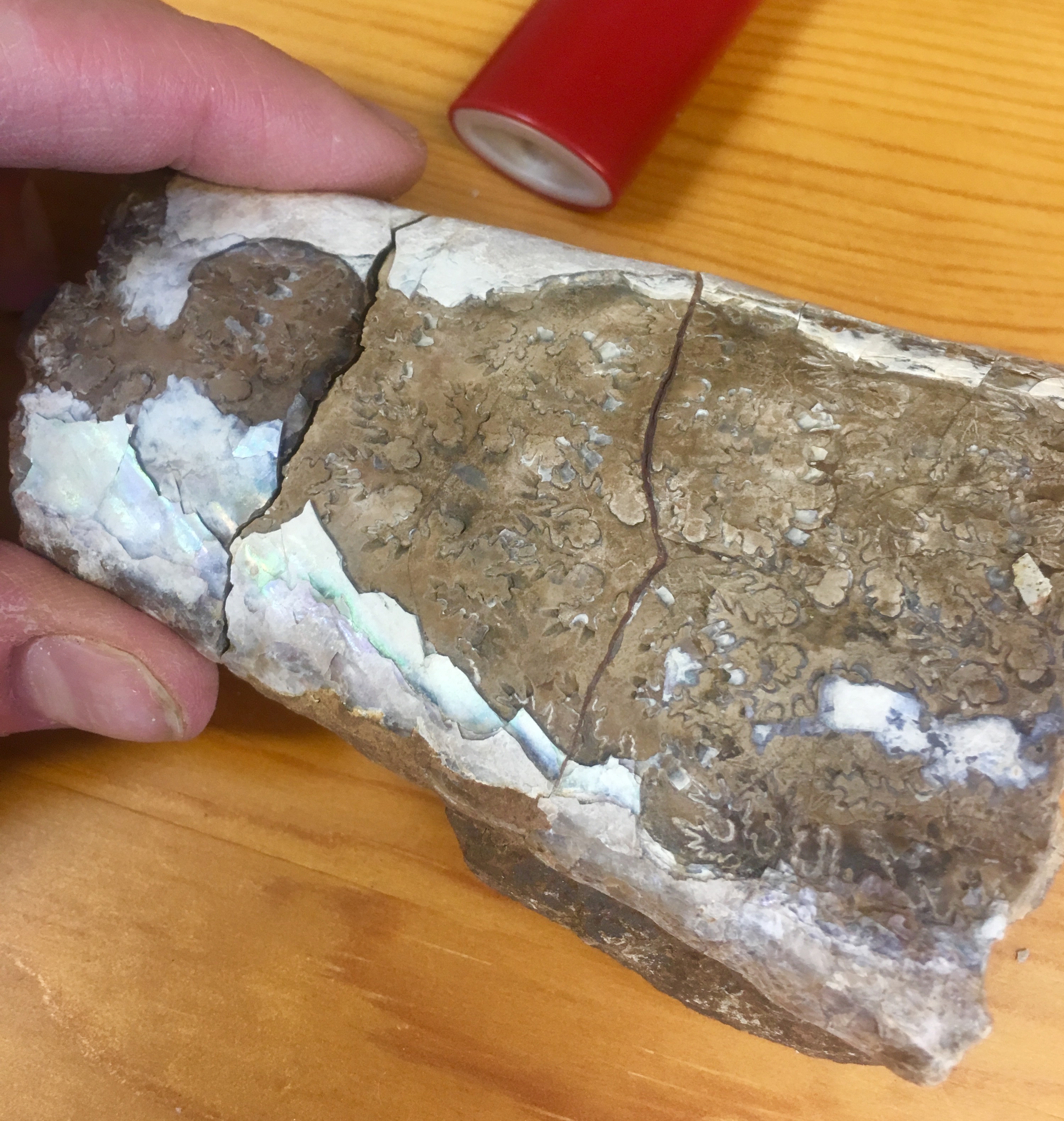 New Finds From Pierre Shale - Fossil Hunting Trips - The Fossil Forum