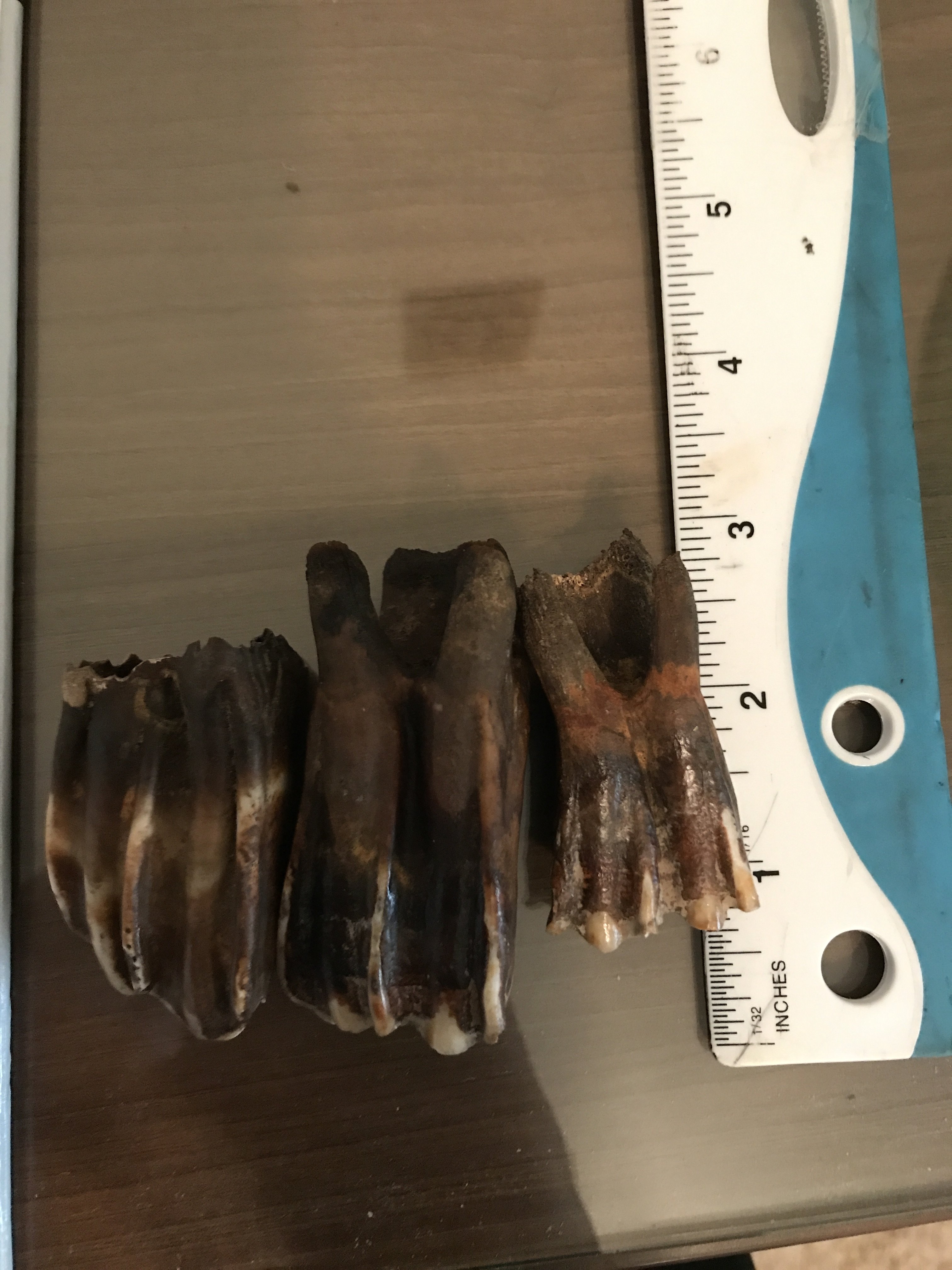 Quaternary Teeth - Fossil ID - The Fossil Forum