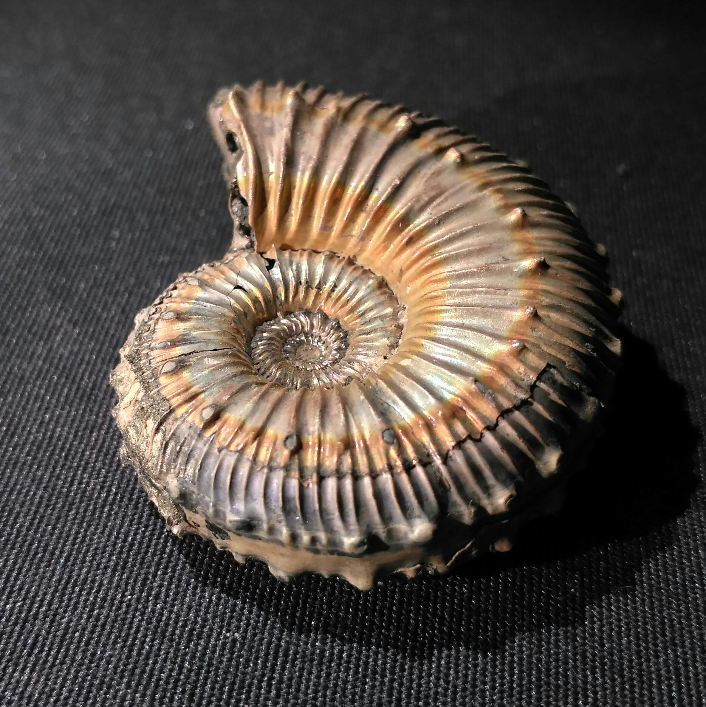 ammonite Kosmoceras sp. - Ammonoids - The Fossil Forum