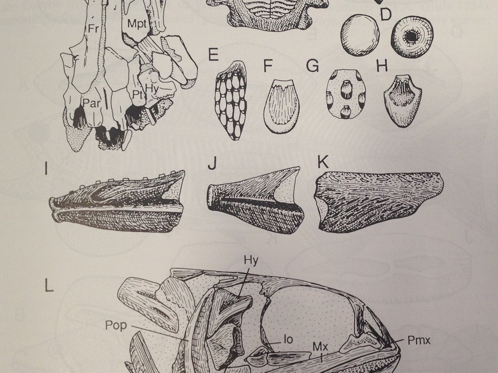 Possible Fish Jaw & Mystery Bone. - Fossil ID - The Fossil Forum