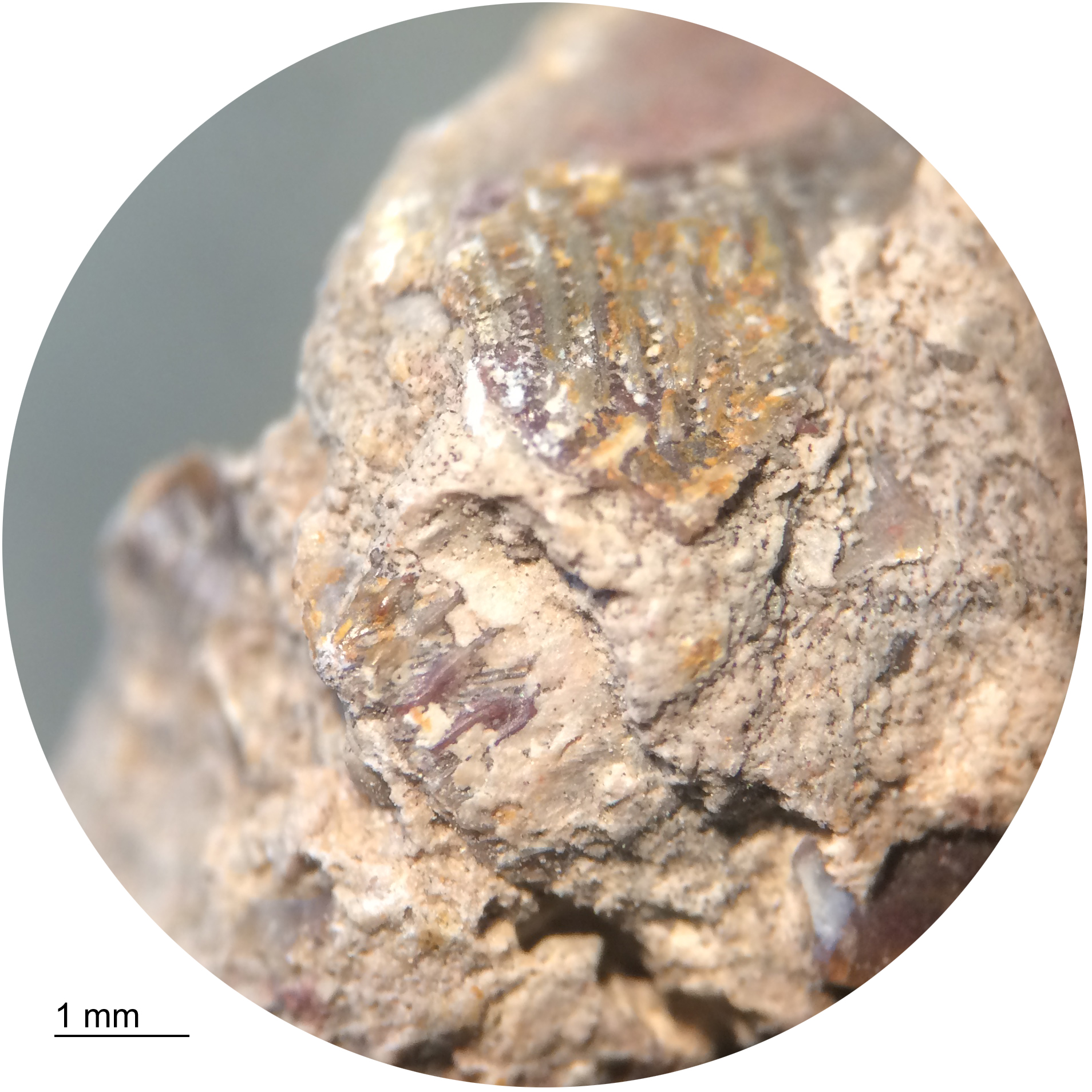 Ptychodus sp. tooth fragment/cartilage inclusions in coprolite ...