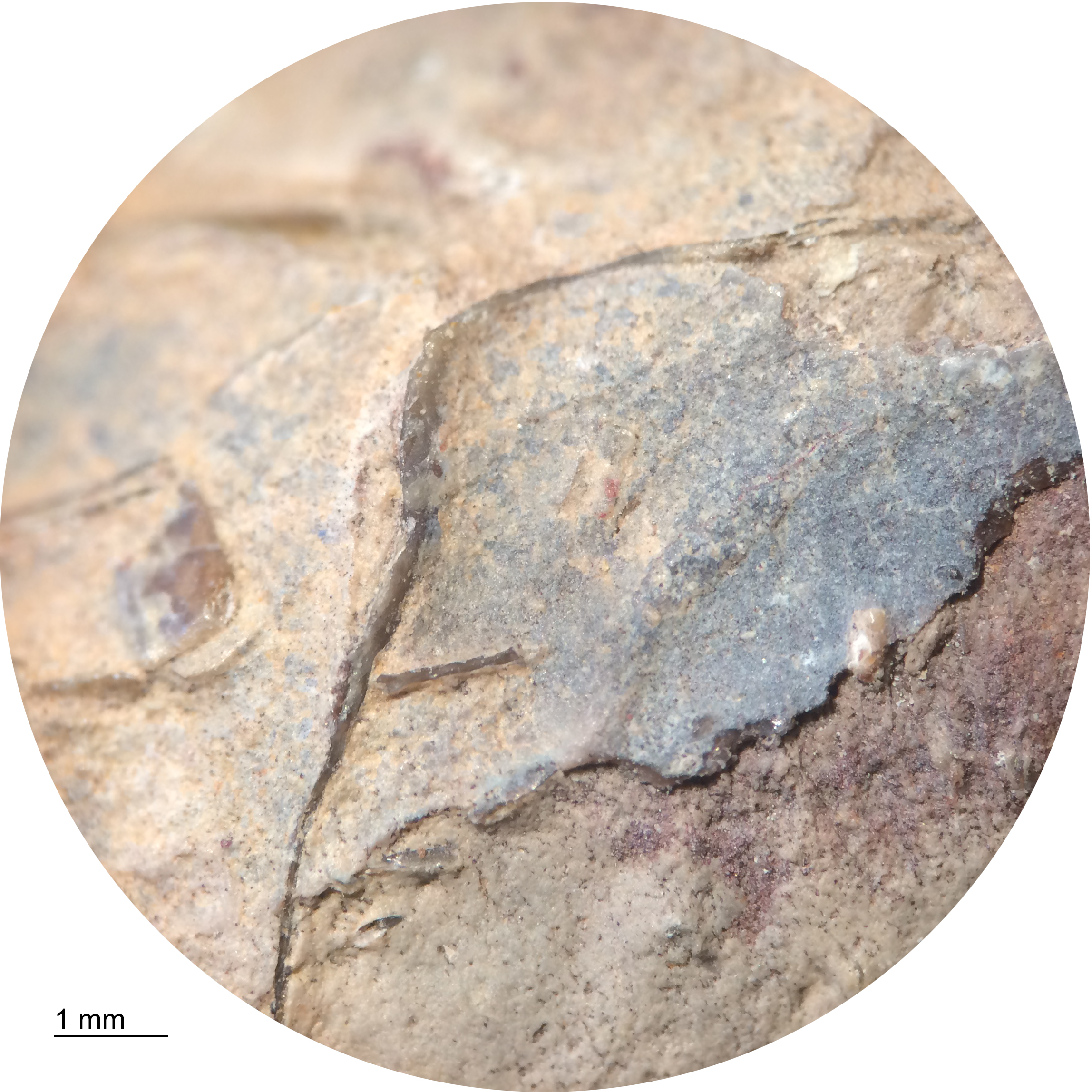 Ptychodus sp. tooth fragment/cartilage inclusions in coprolite ...