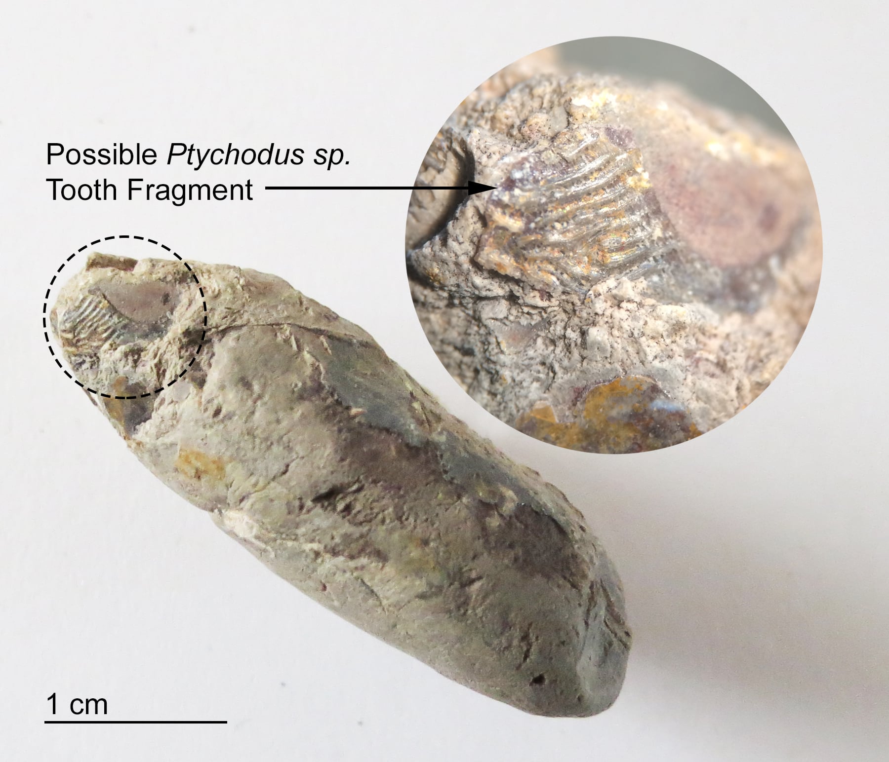 Ptychodus sp. tooth fragment/cartilage inclusions in coprolite ...
