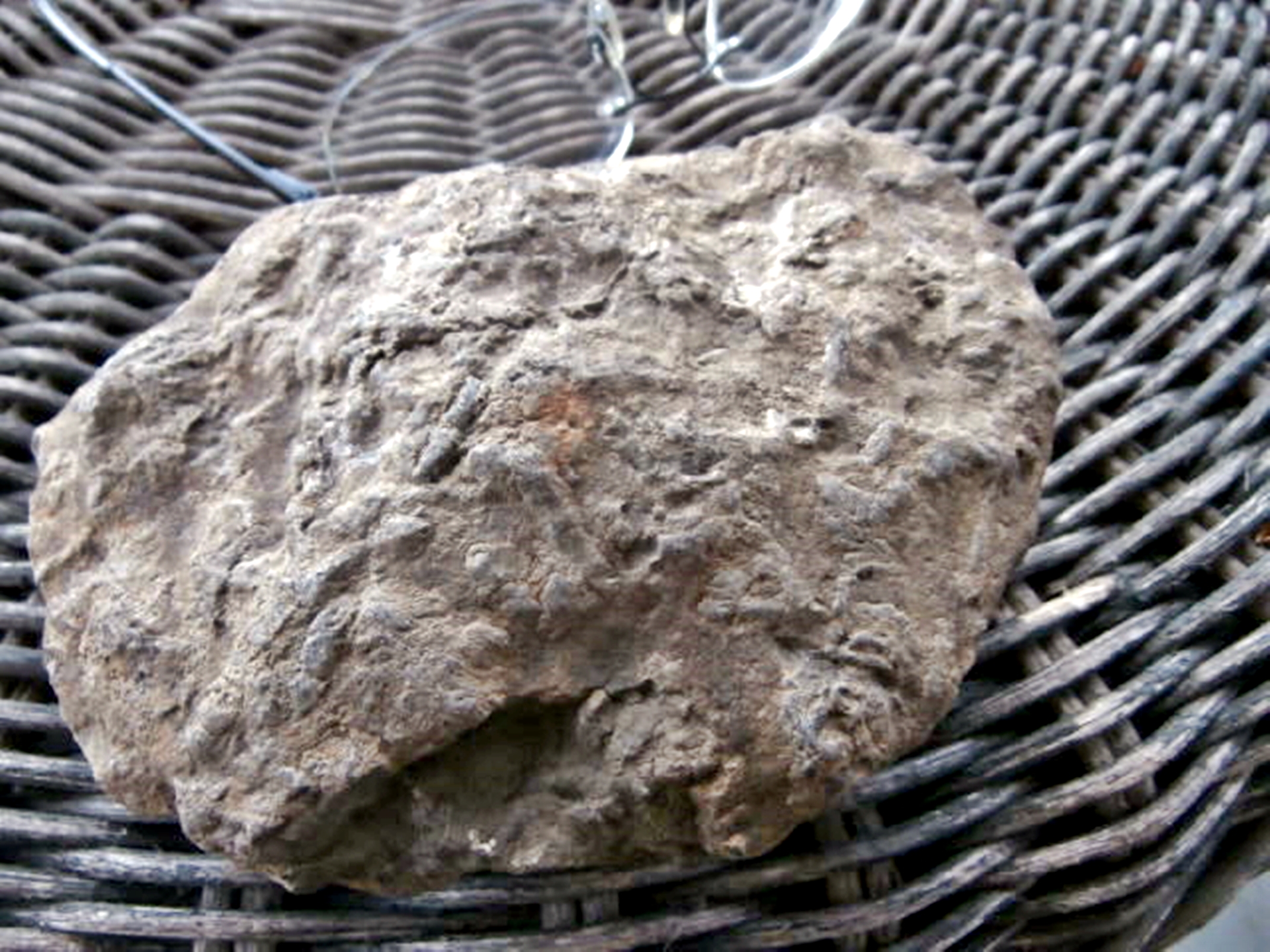 help; mess of stuff from Illinois - Fossil ID - The Fossil Forum