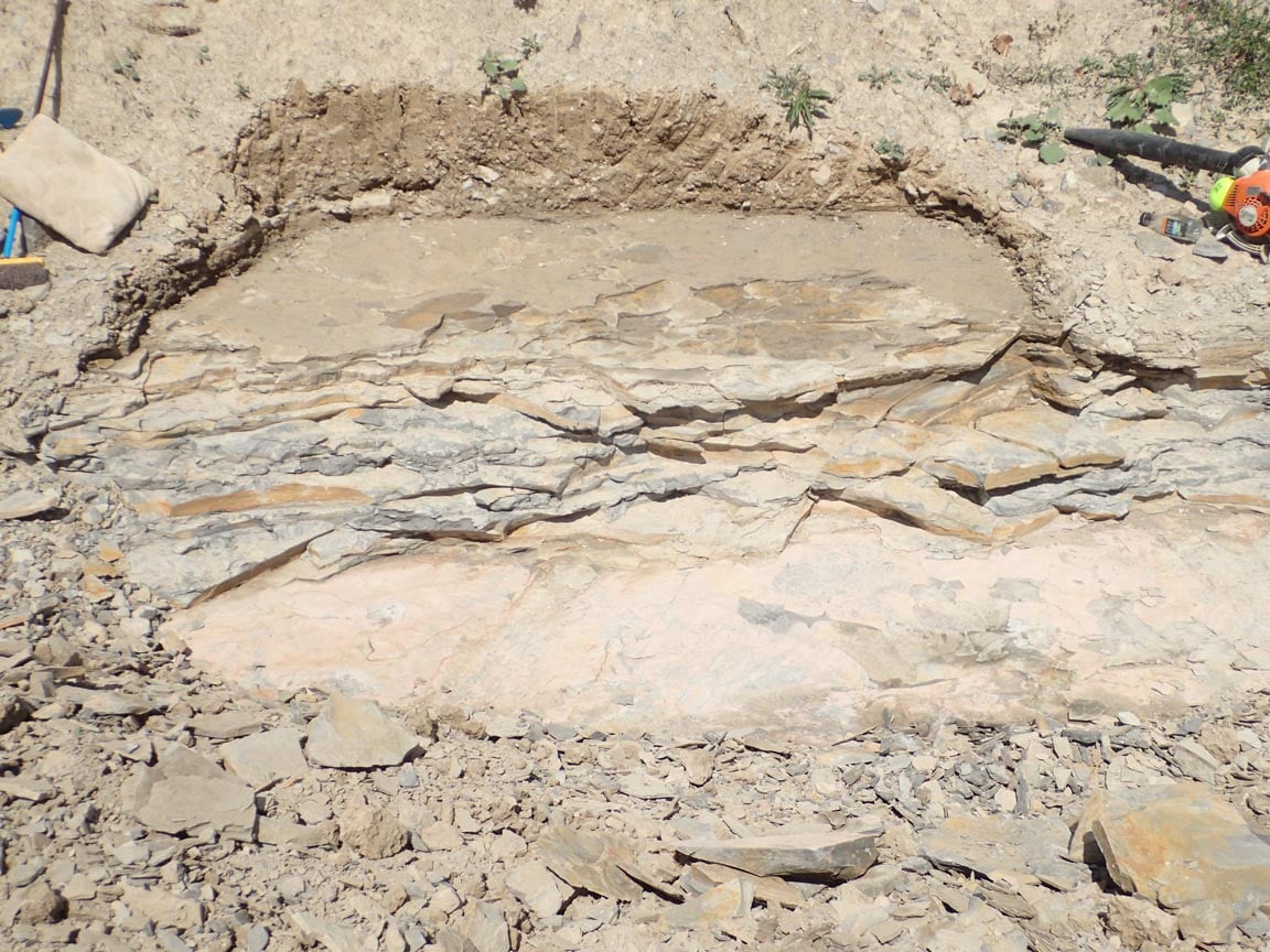 Searching the Rochester Shale 9/11 - Fossil Hunting Trips - The Fossil ...