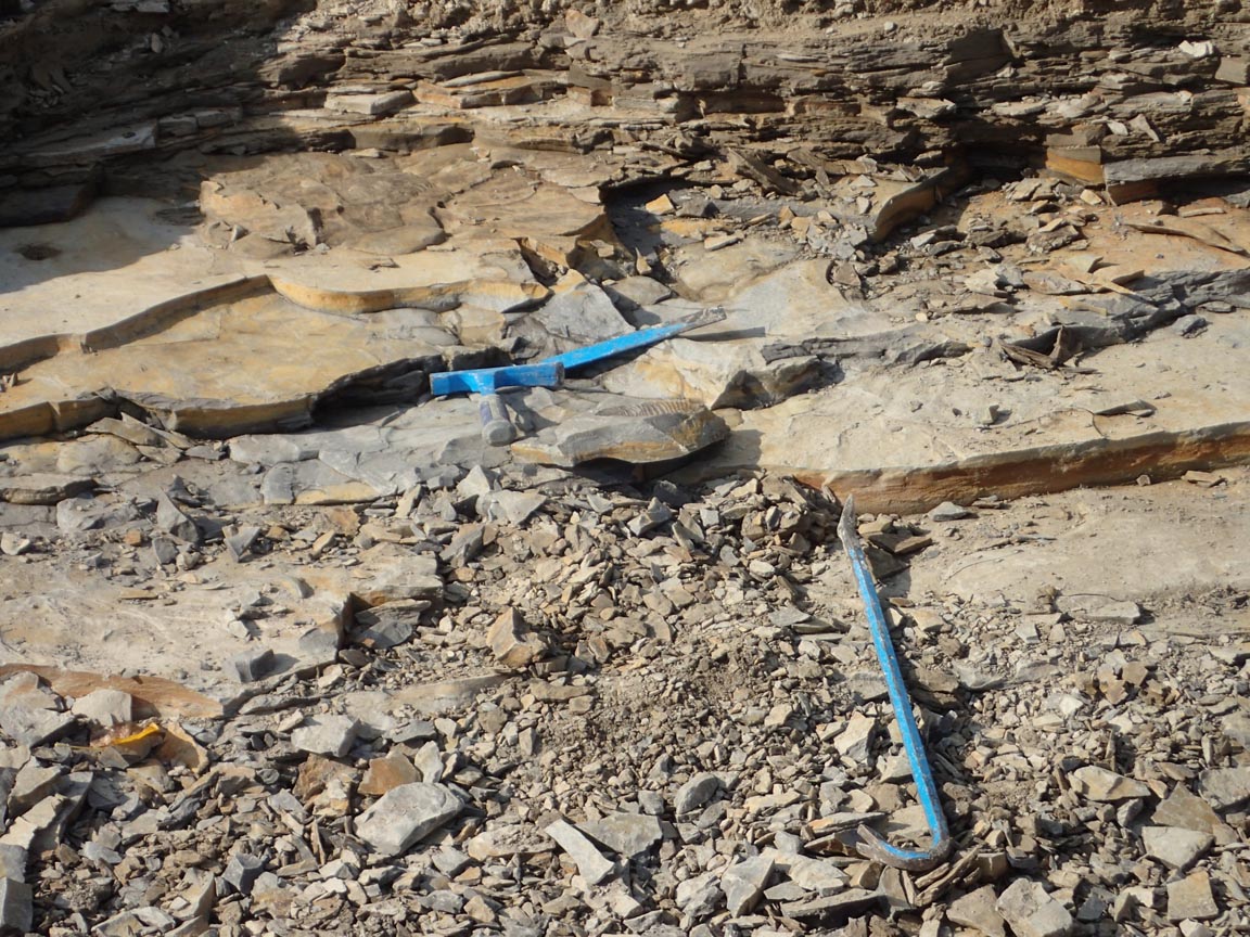 Searching the Rochester Shale 9/11 - Fossil Hunting Trips - The Fossil ...
