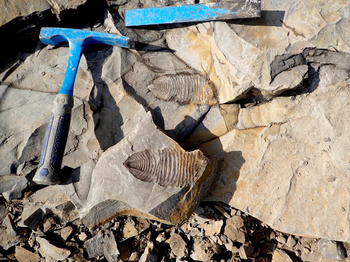 Searching the Rochester Shale 9/11 - Fossil Hunting Trips - The Fossil ...