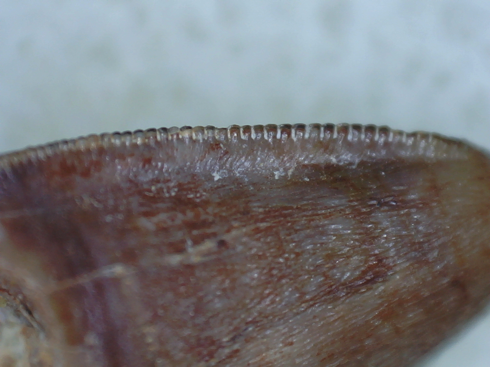 Serrated Kem Kem Teeth - Fossil ID - The Fossil Forum