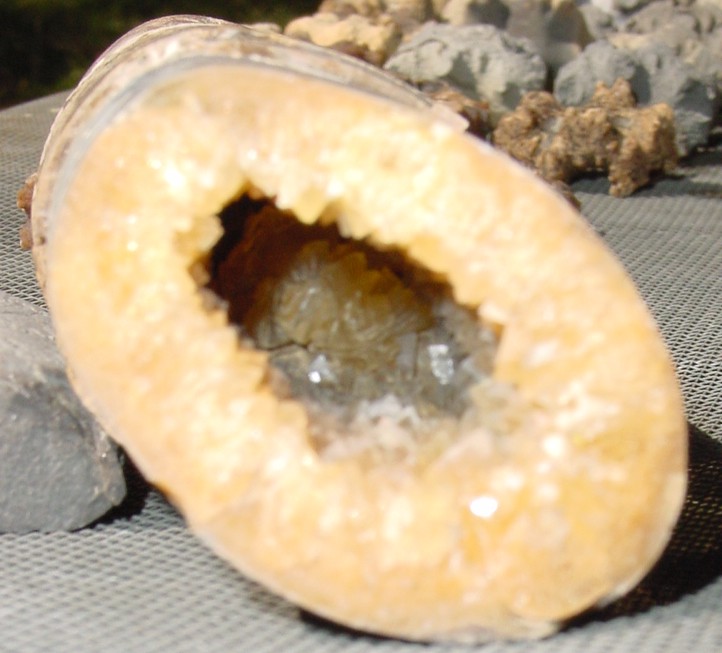 Baculite with calcite, want to cut but is it better as a specimen ...