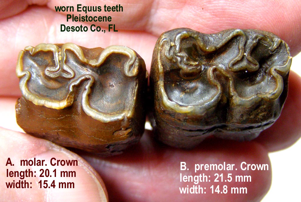 5 Pre_Equus Horse teeth - Fossil ID - The Fossil Forum