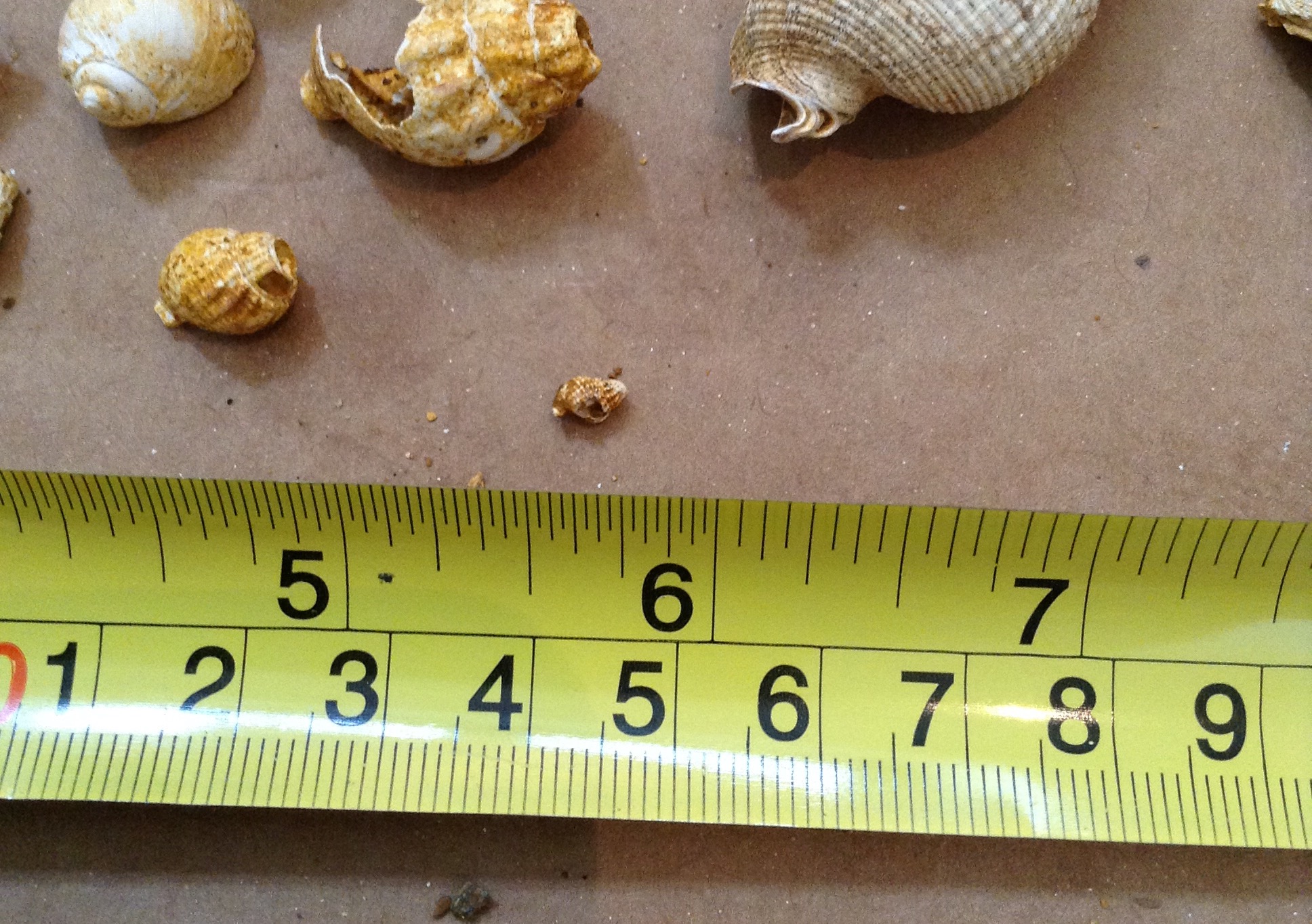 Preserving fragile shells - Fossil Preparation - The Fossil Forum