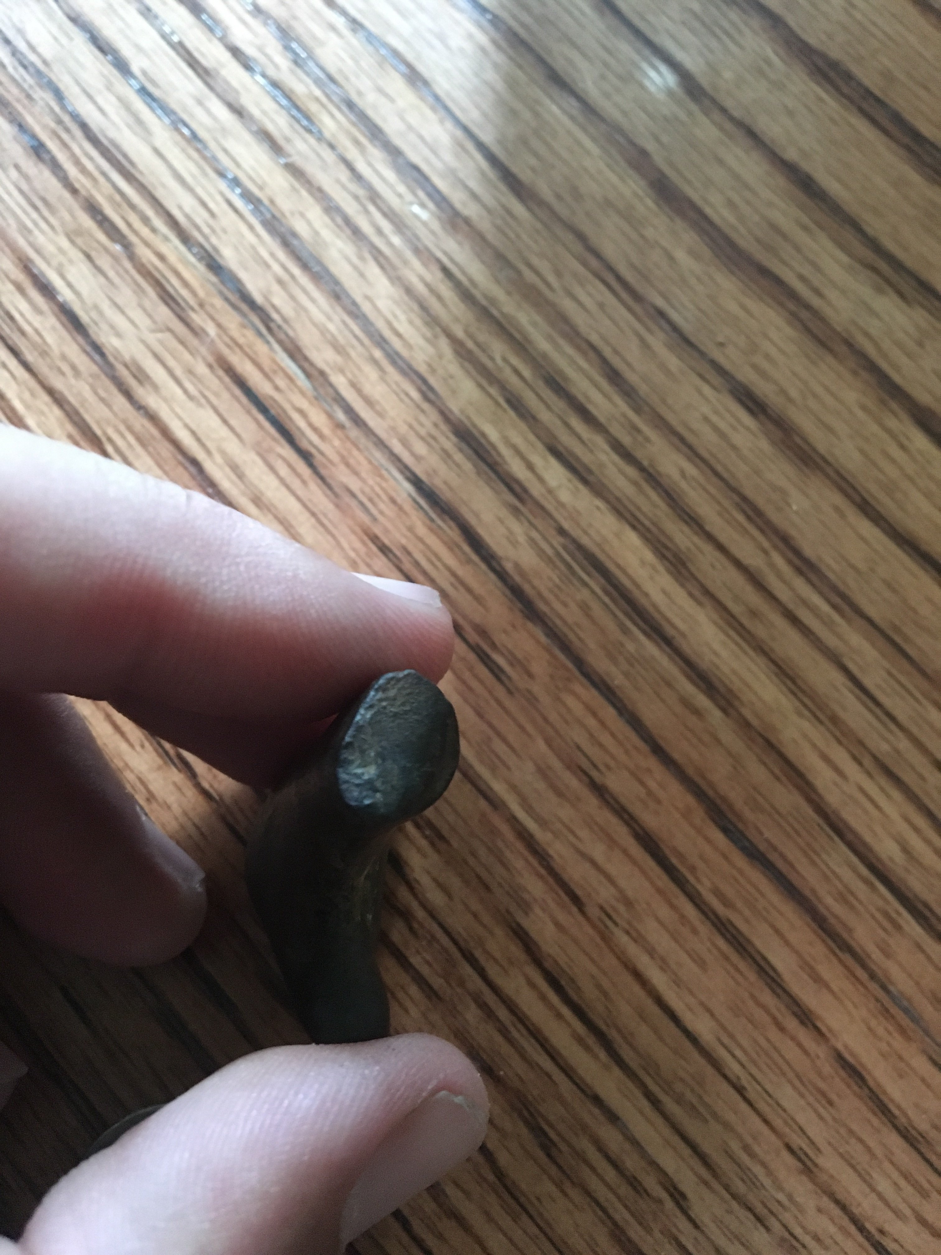 Any ideas - Fossil ID - The Fossil Forum