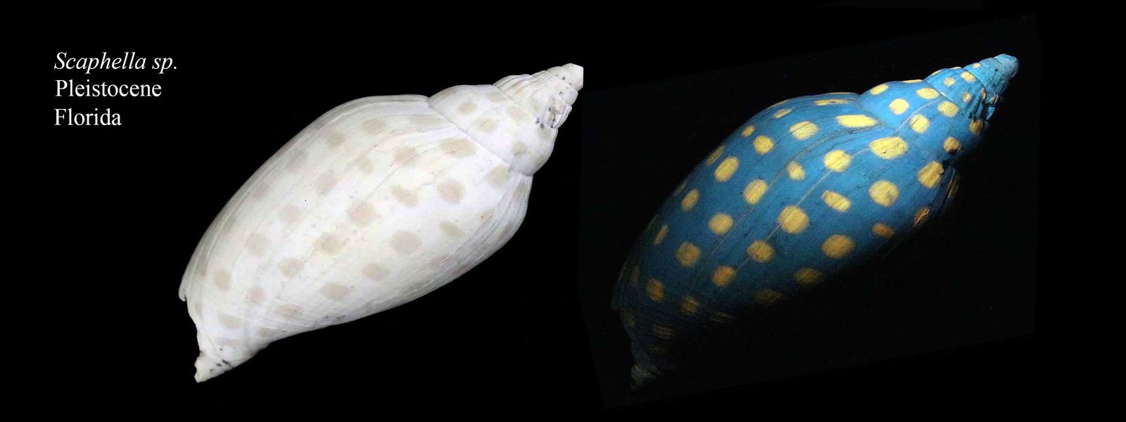 Flourescent Fossil Volute Snail - Member Collections - The Fossil Forum