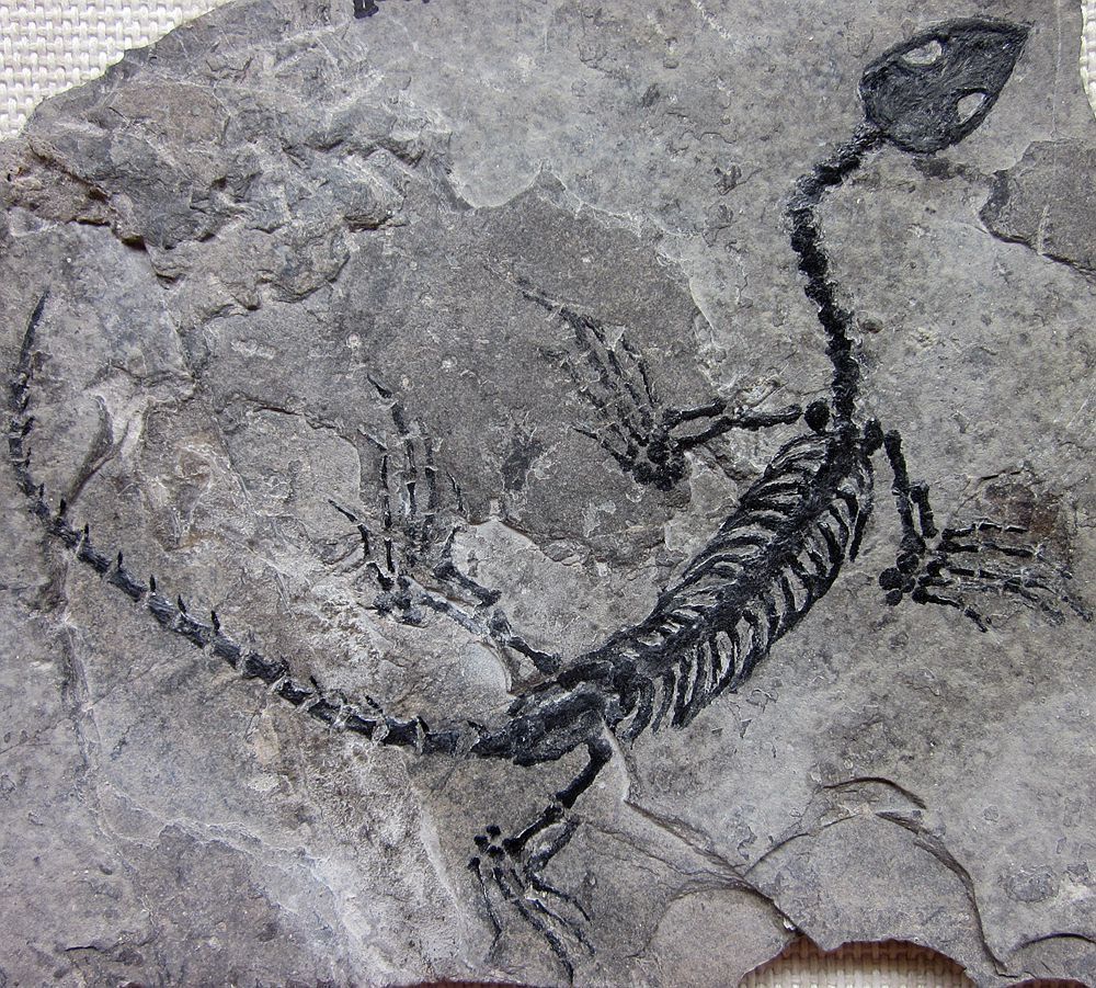 Did I Just Make A Huge Mistake Buying A Keichousaurus - Is It Real? How ...