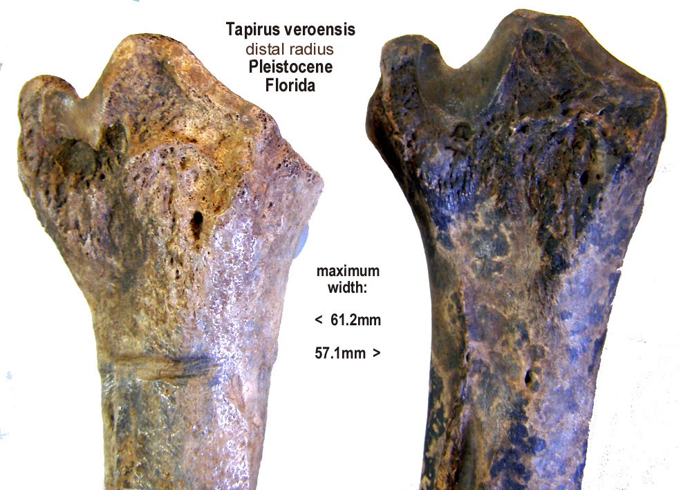 Need help with an ID, found ulna and tibia. - Fossil ID - The Fossil Forum