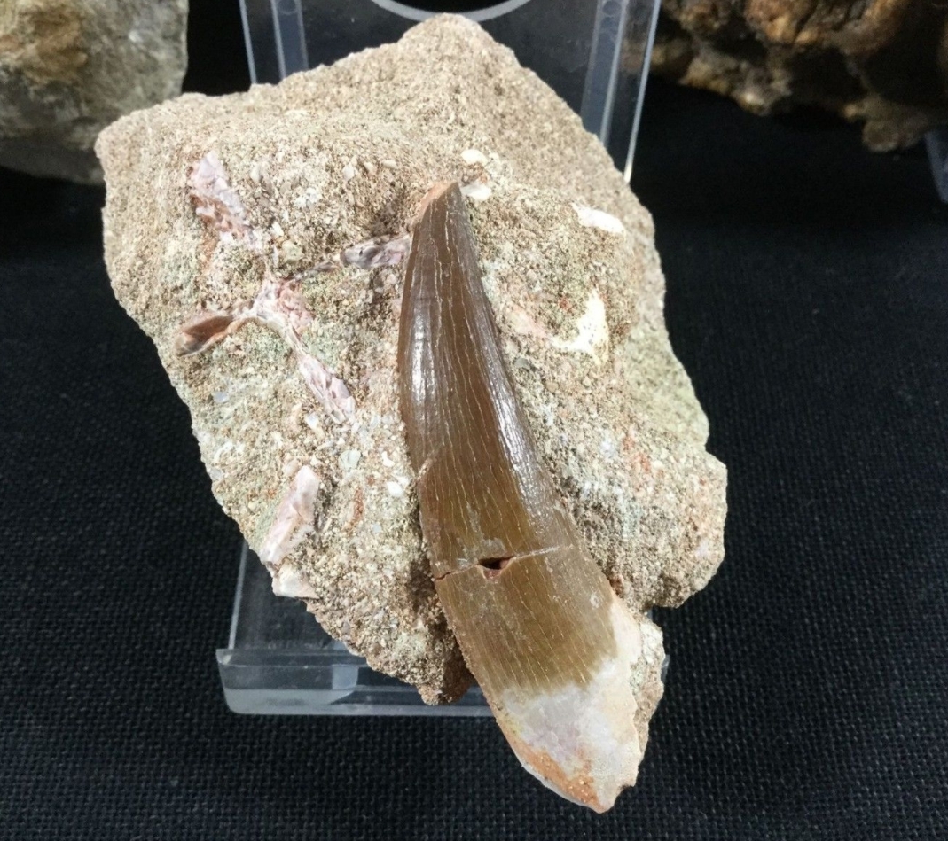 Matrix Question - General Fossil Discussion - The Fossil Forum