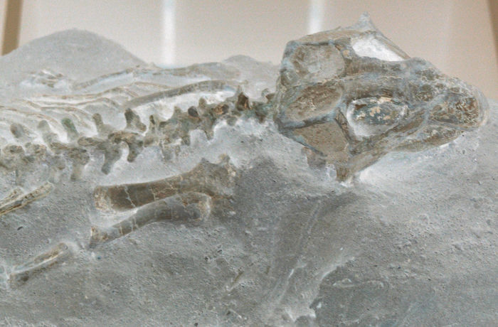 Psittacosaurus - Is It Real? How to Recognize Fossil Fabrications - The ...