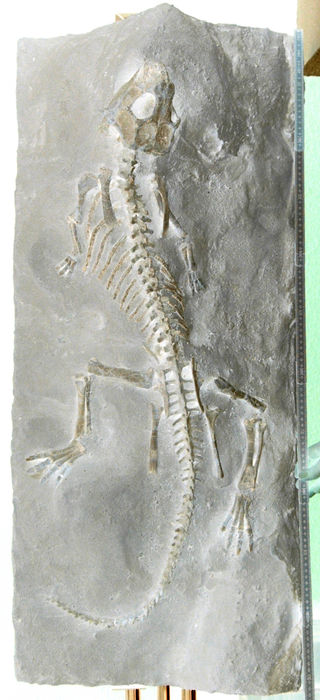Psittacosaurus - Is It Real? How to Recognize Fossil Fabrications - The ...
