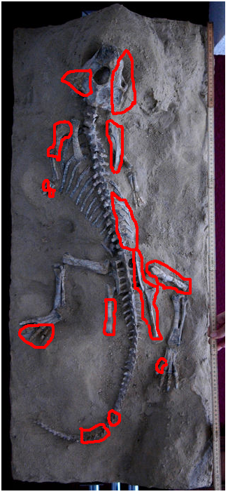 Psittacosaurus - Is It Real? How to Recognize Fossil Fabrications - The ...
